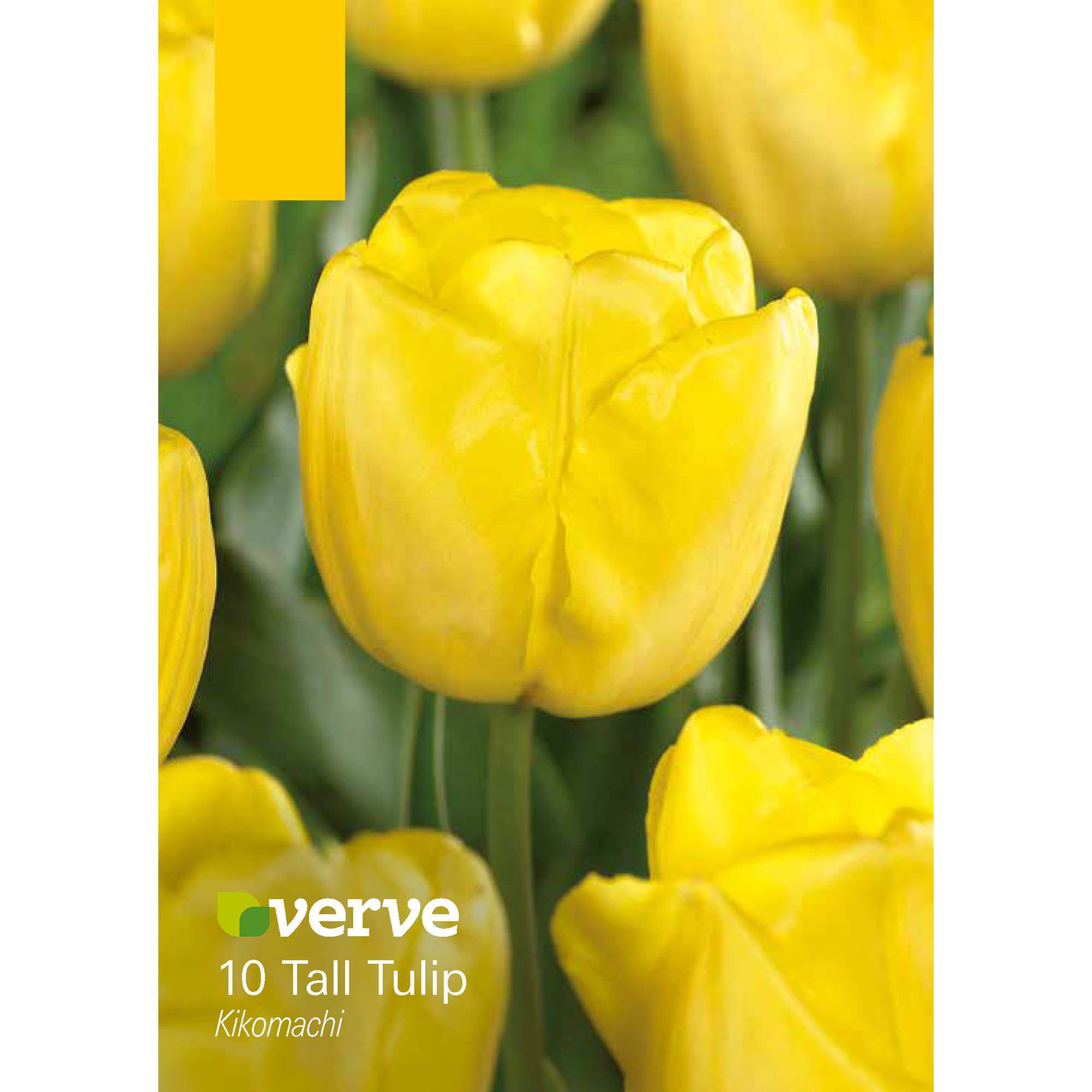 Tulip Novi sun Flower bulb, Pack of 10 | DIY at B&Q