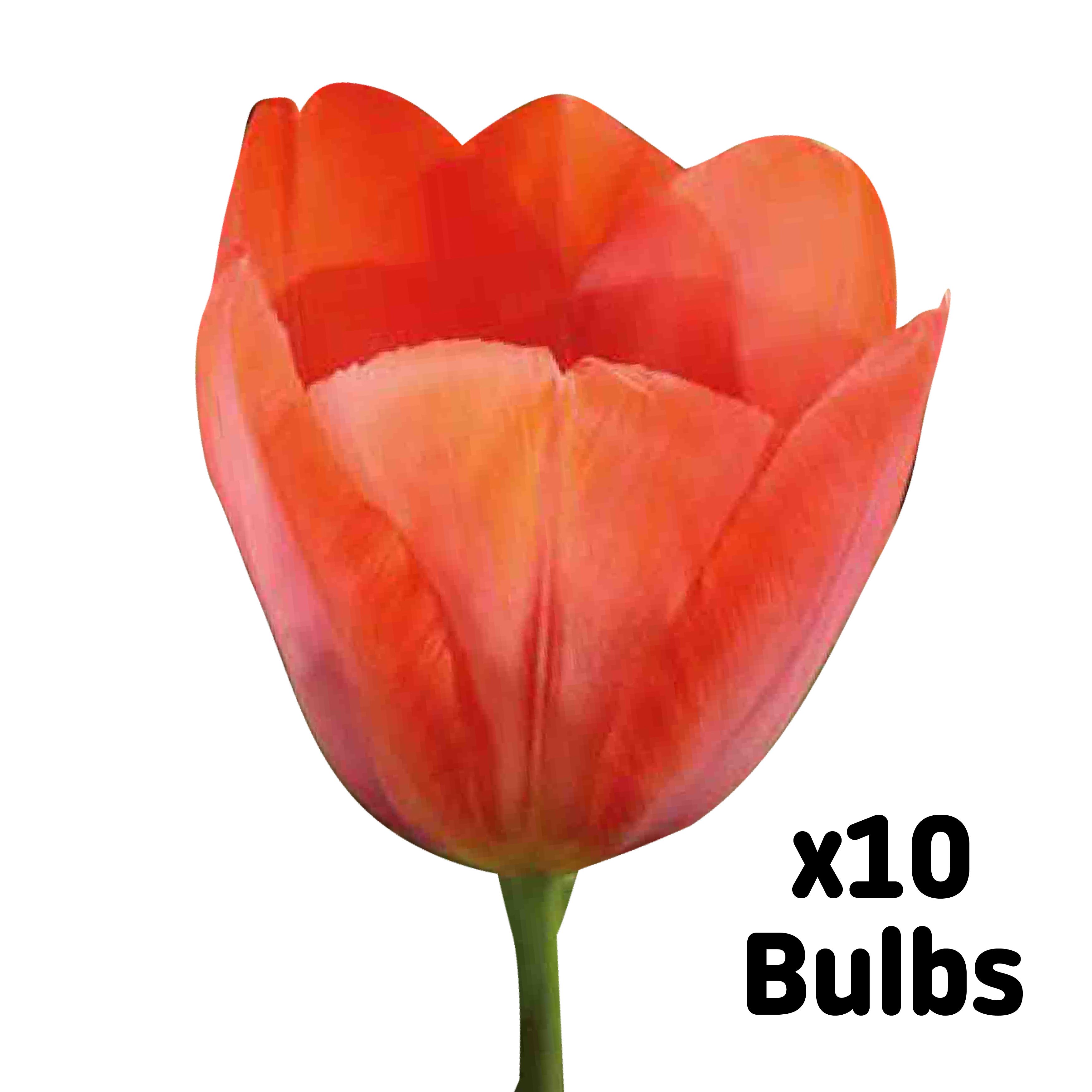 Tulip Orange Van Eijk 10 Flower bulbs, Tall