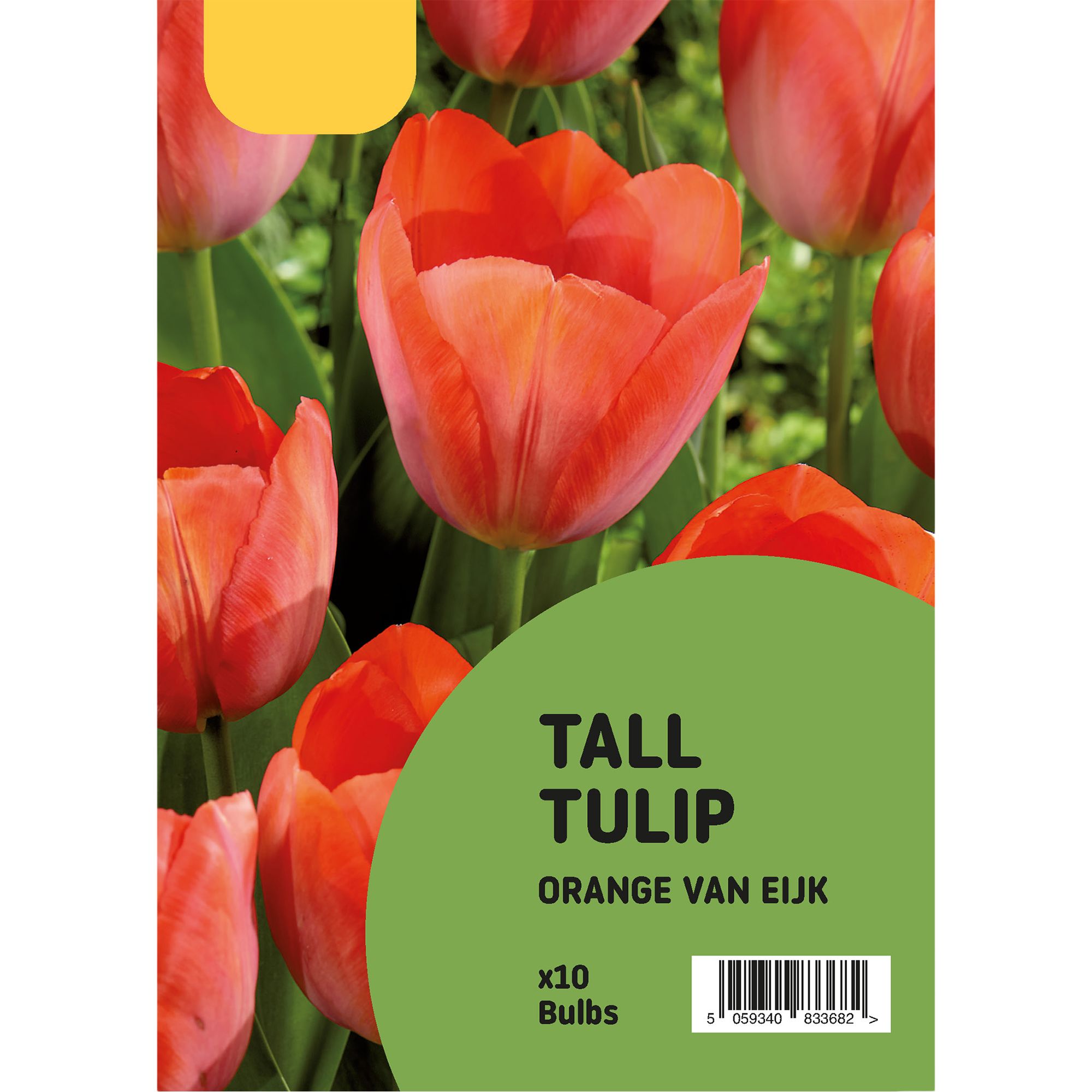 Tulip Orange Van Eijk 10 Flower bulbs, Tall