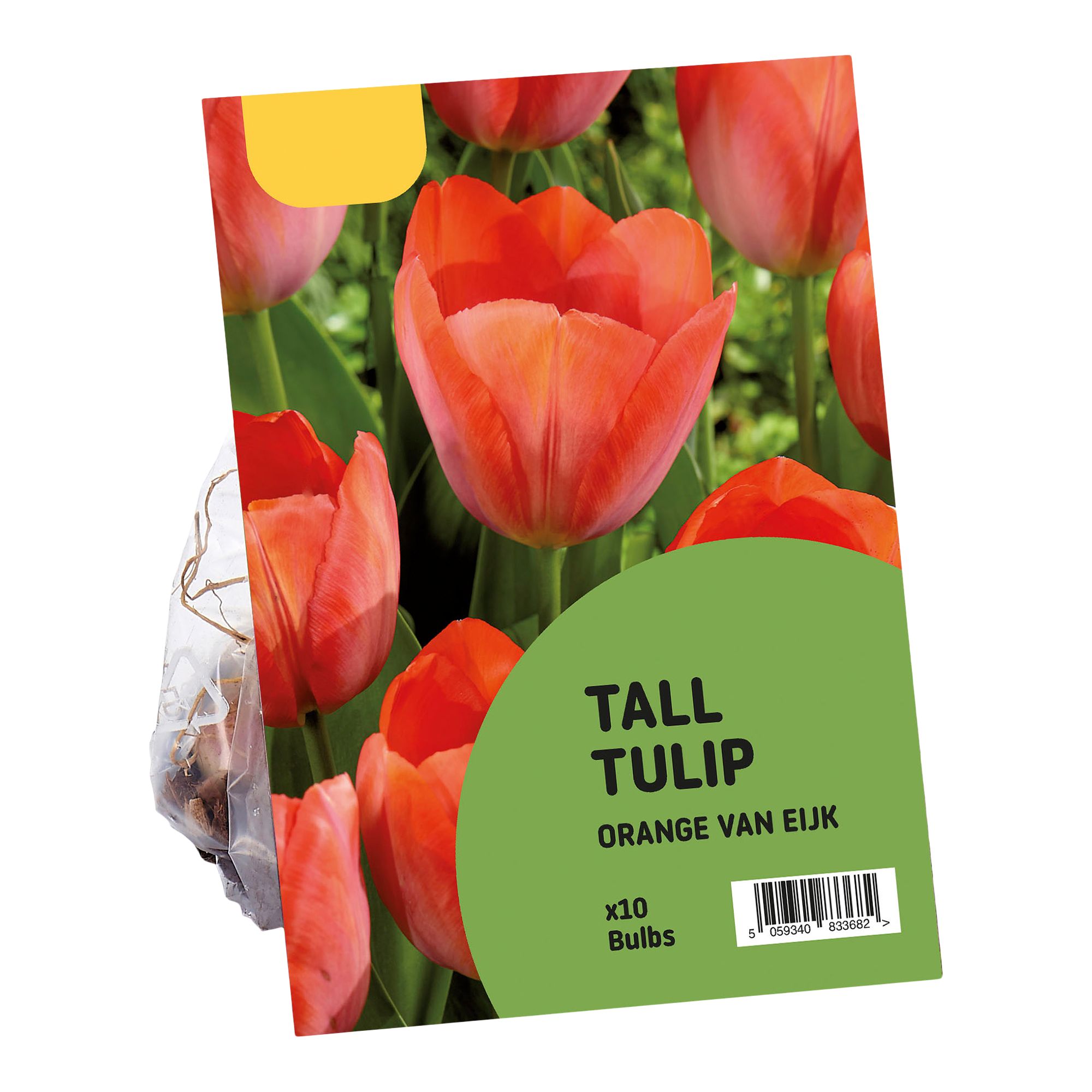 Tulip Orange Van Eijk 10 Flower bulbs, Tall