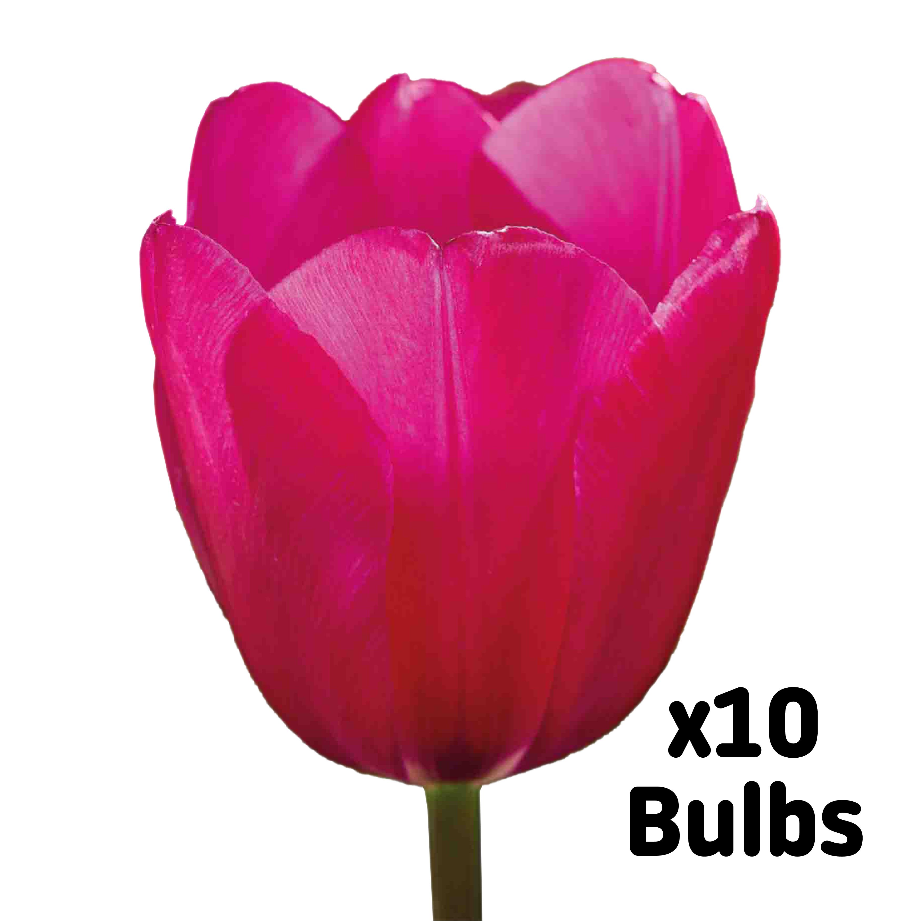 Tulip Pink Ardour 10 Flower bulbs