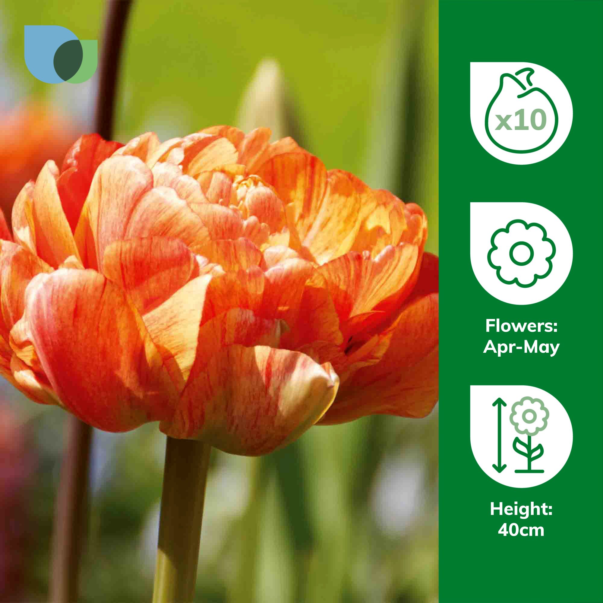 Tulip Sun Lover 10 Flower bulbs