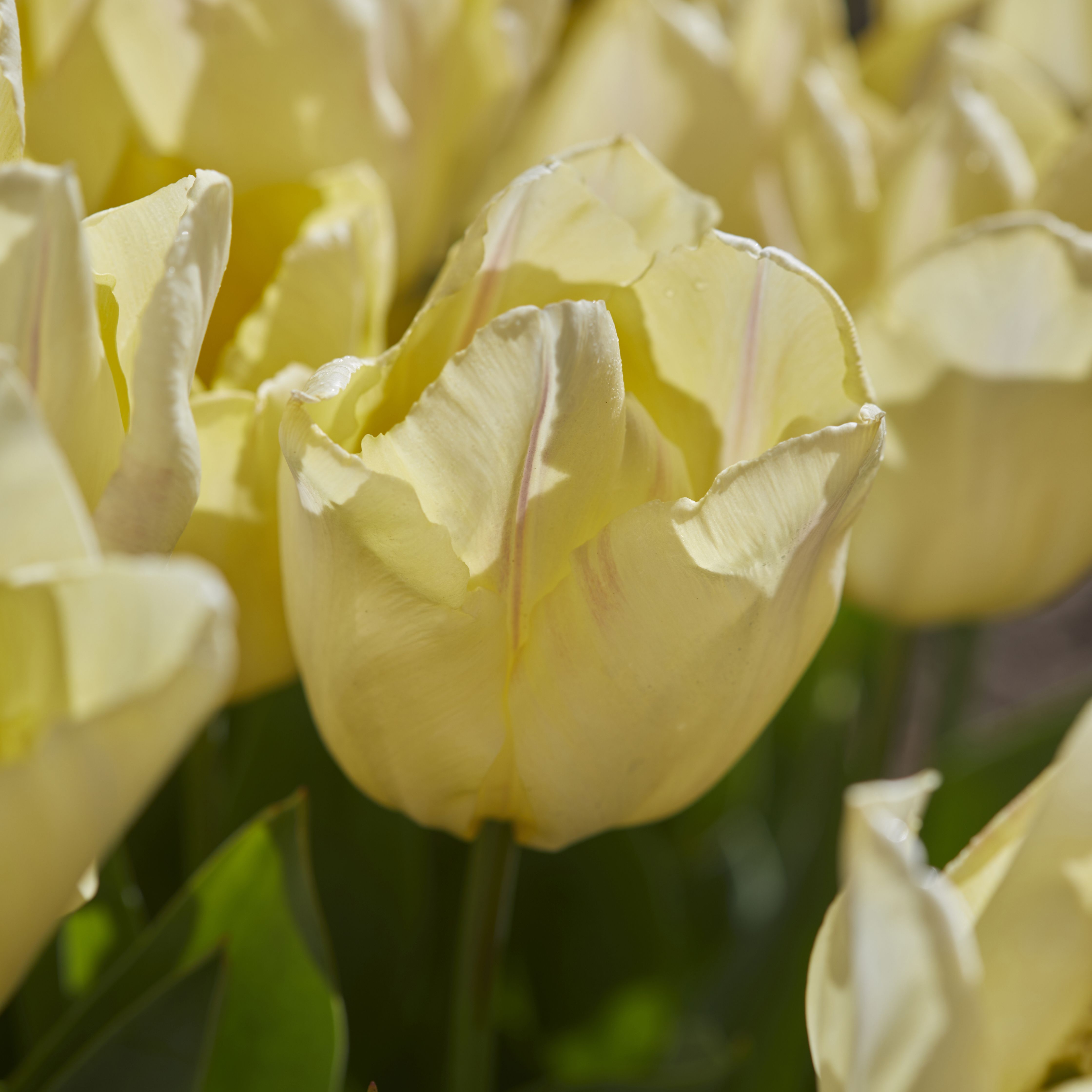 Tulip Sunny Prince 10 Flower bulbs