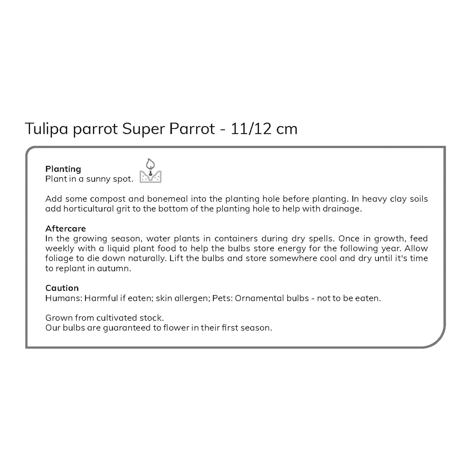 Tulip Super Parrot 10 Flower bulbs, Tall