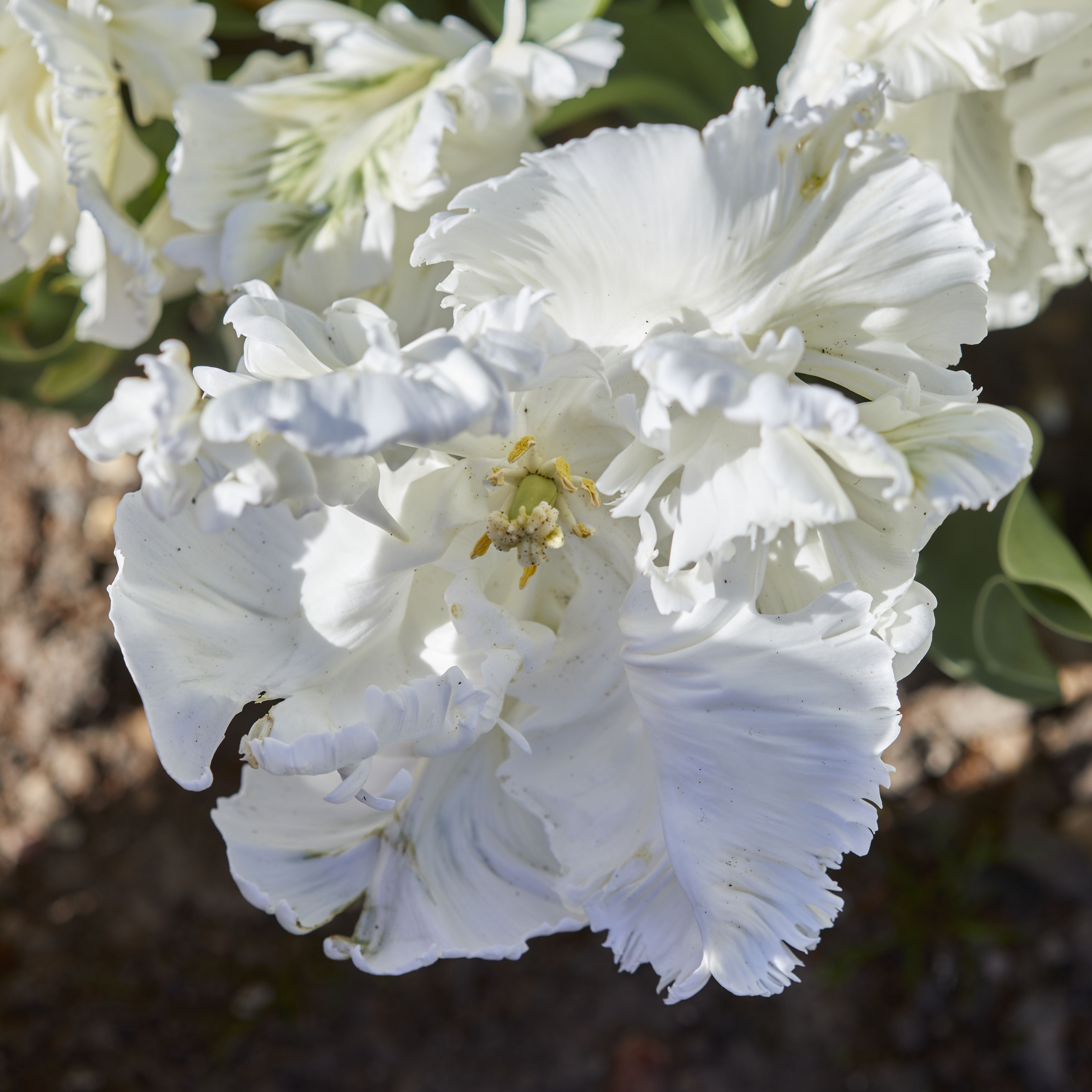 Tulip Super Parrot 10 Flower bulbs | DIY at B&Q