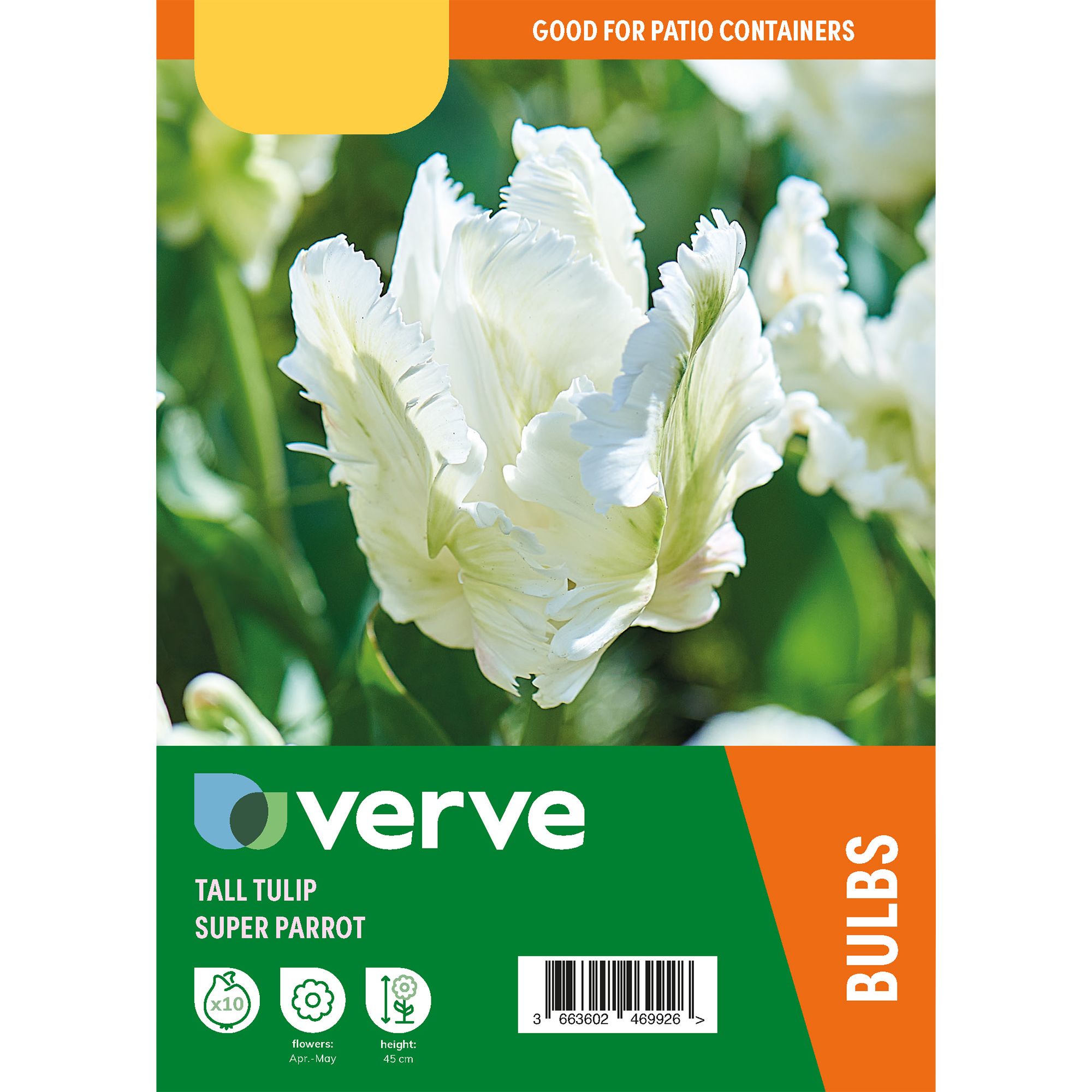 Buy Tulip Super Parrot 10 Flower bulbs | DIY at B&Q
