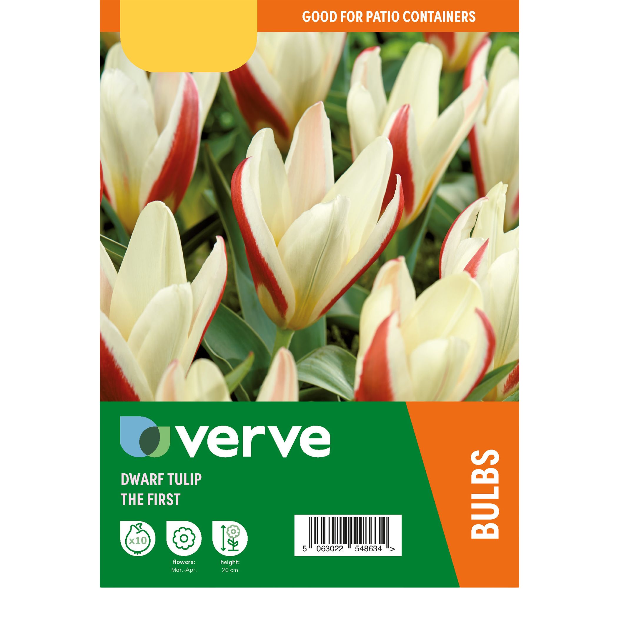 Tulip The First 10 Flower bulbs, Dwarf