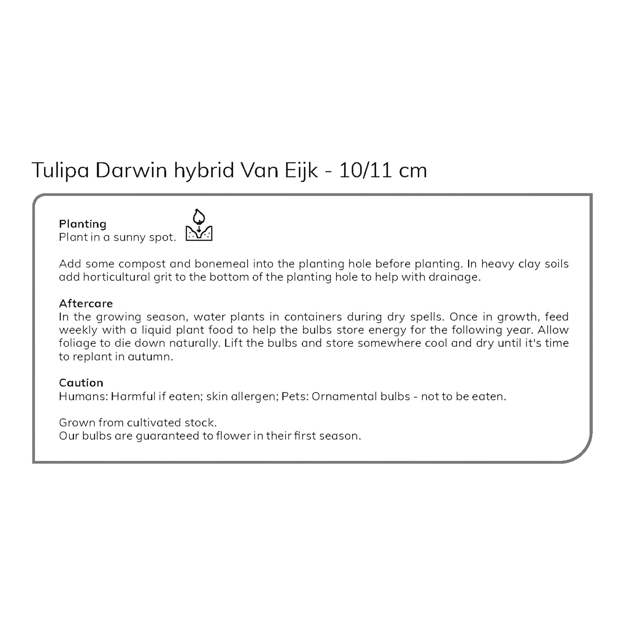 Tulip Van Eijk 10 Flower bulbs, Tall