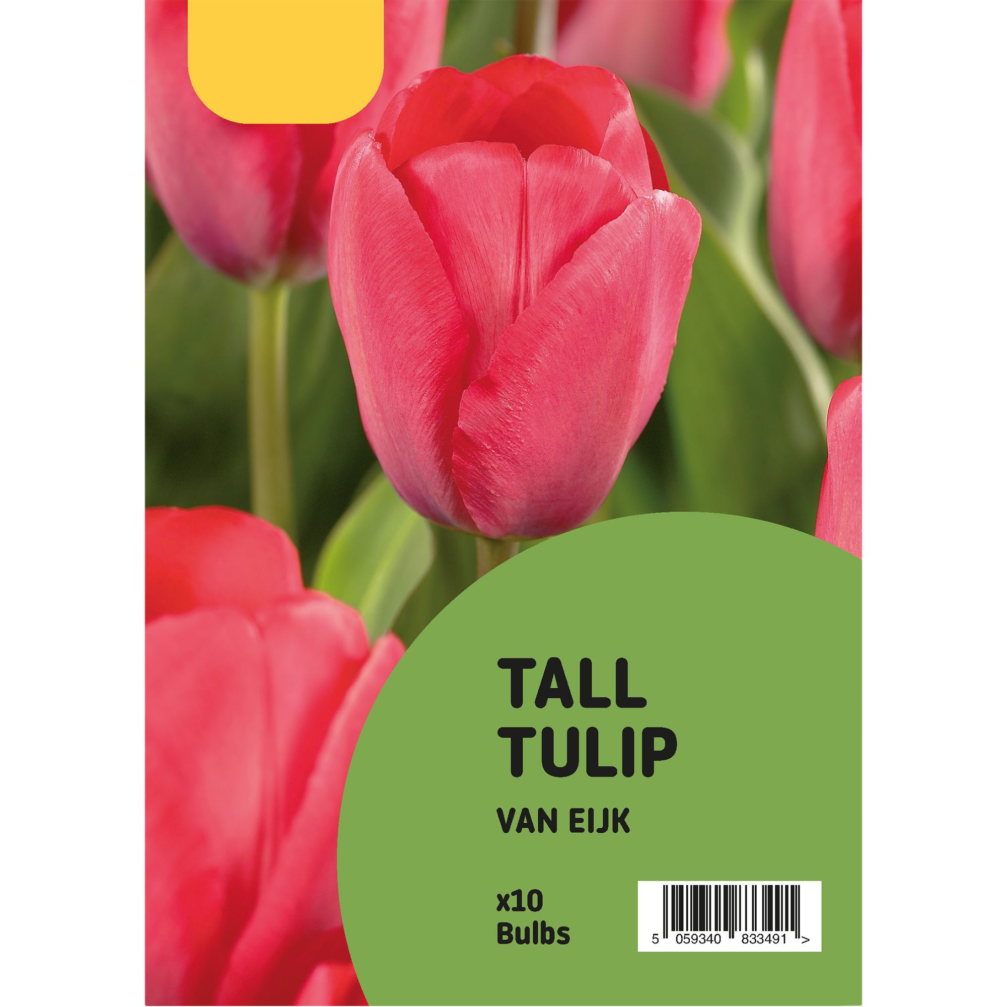 Tulip Van Eijk Red Flower bulb 0 | DIY at B&Q