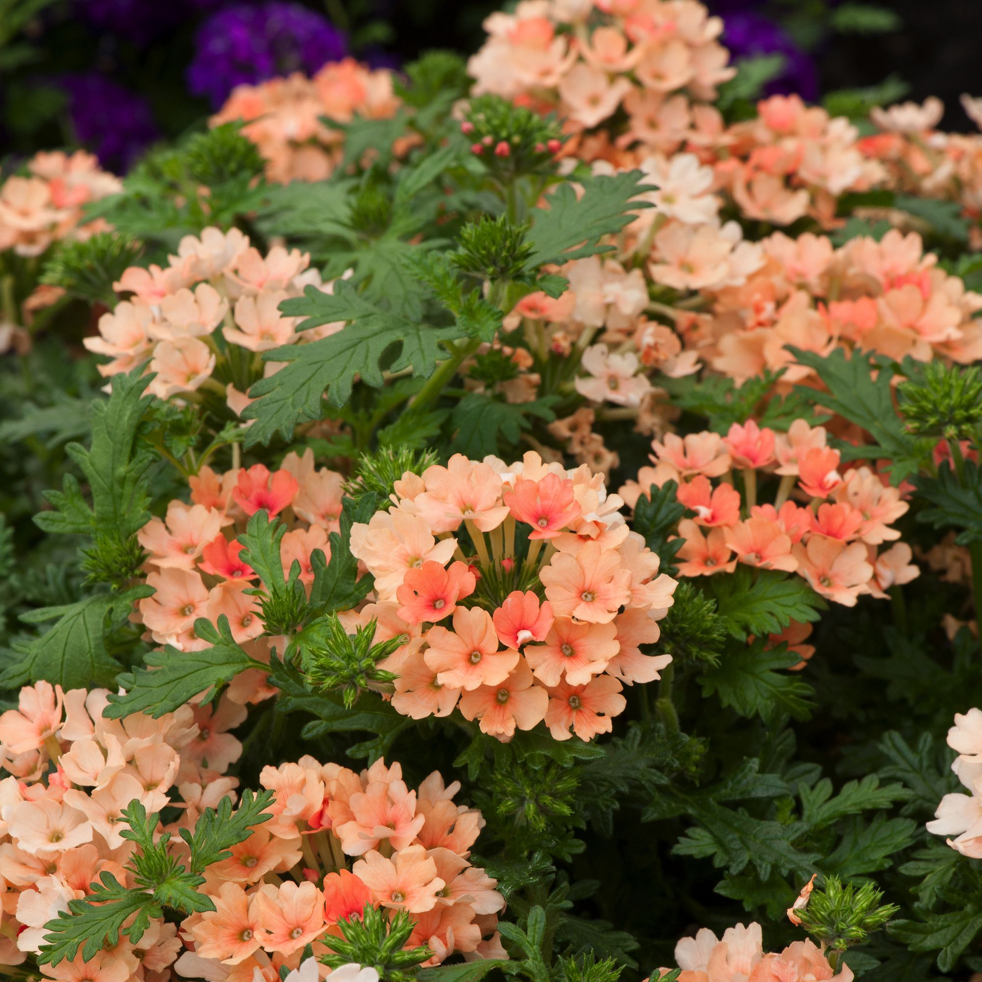 Verbena Trailing Peach Summer Bedding plant 10.5cm, Pack of 6 | DIY at B&Q