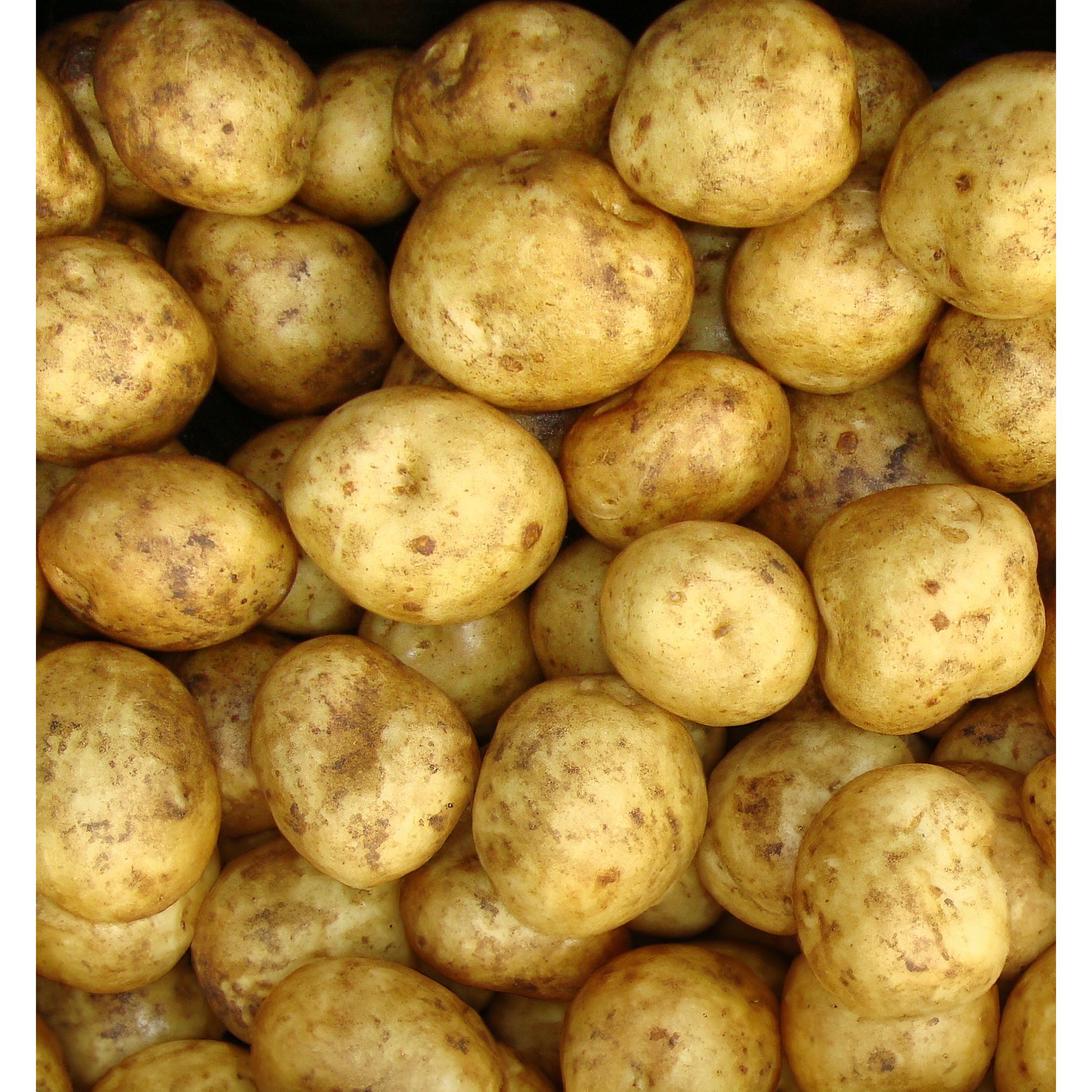 Verve 1.5kg Rocket Seed Potatoes (First Early)