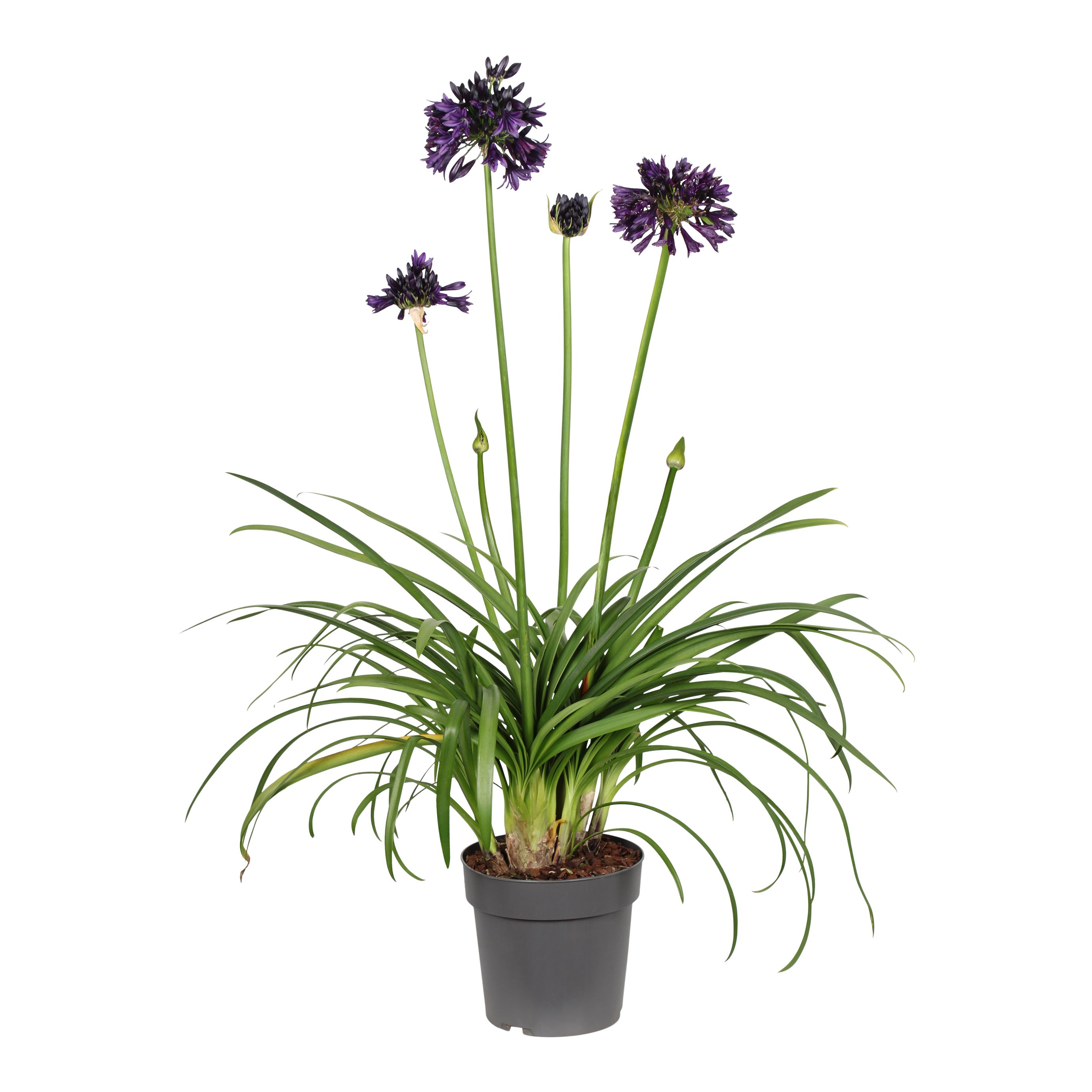 Verve 23cm Agapanthus Everpanthus Perennial Plant 5L