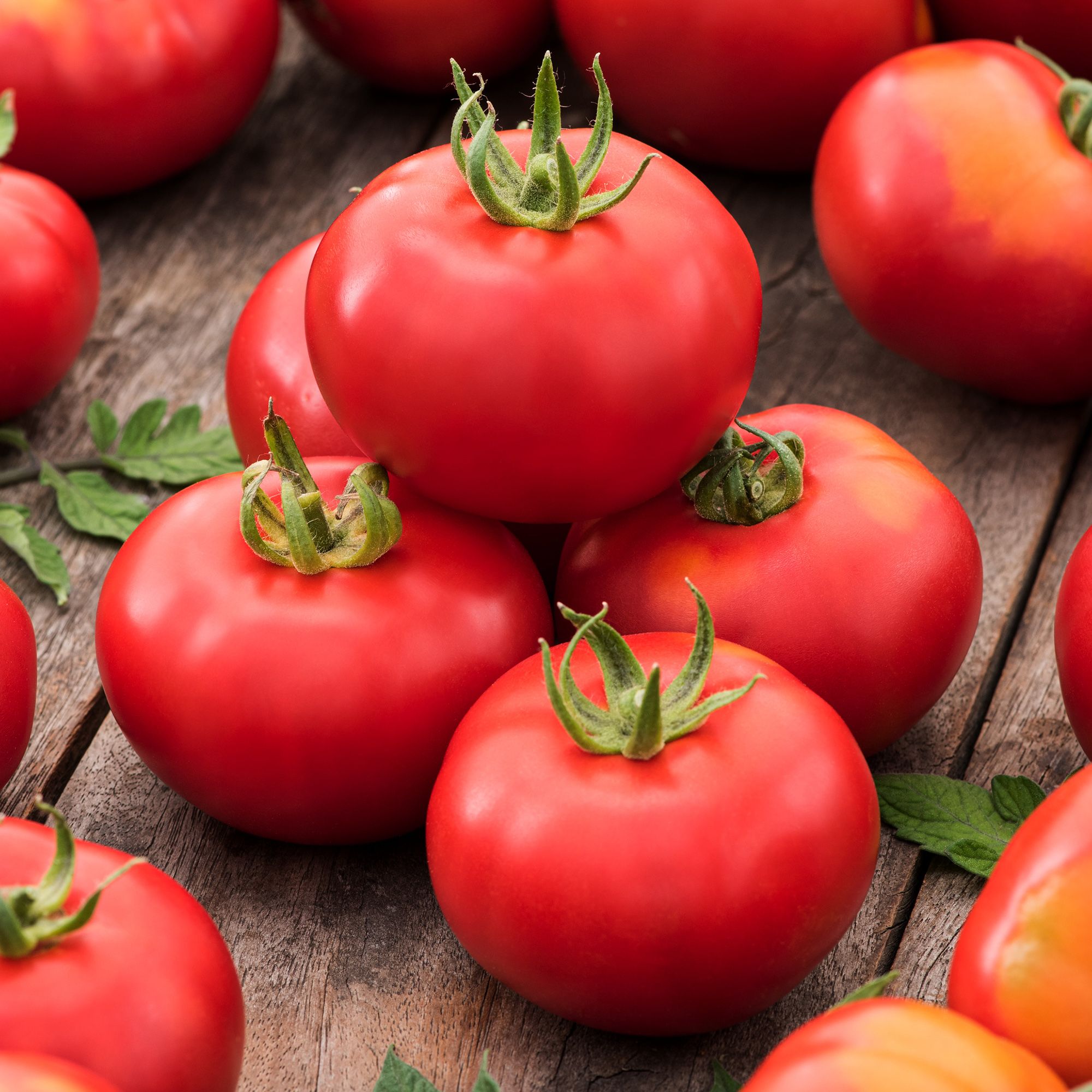 Verve Adam F1 tomato Vegetable Seeds