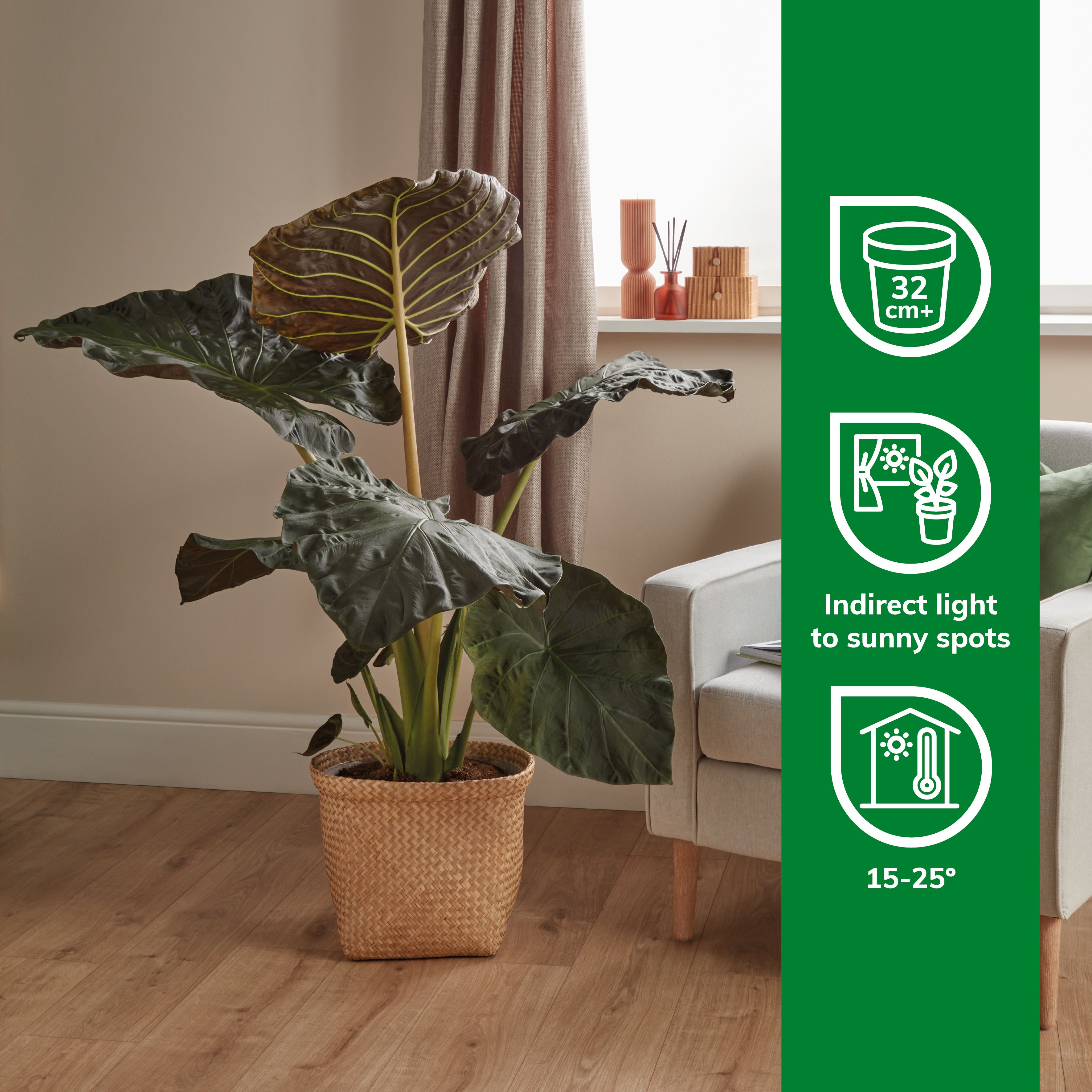 Verve Alocasia regal shield in Black Plastic Grow pot 30cm