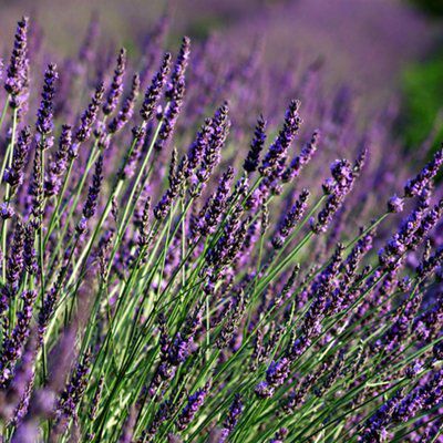 Verve Angustifolia Lavender