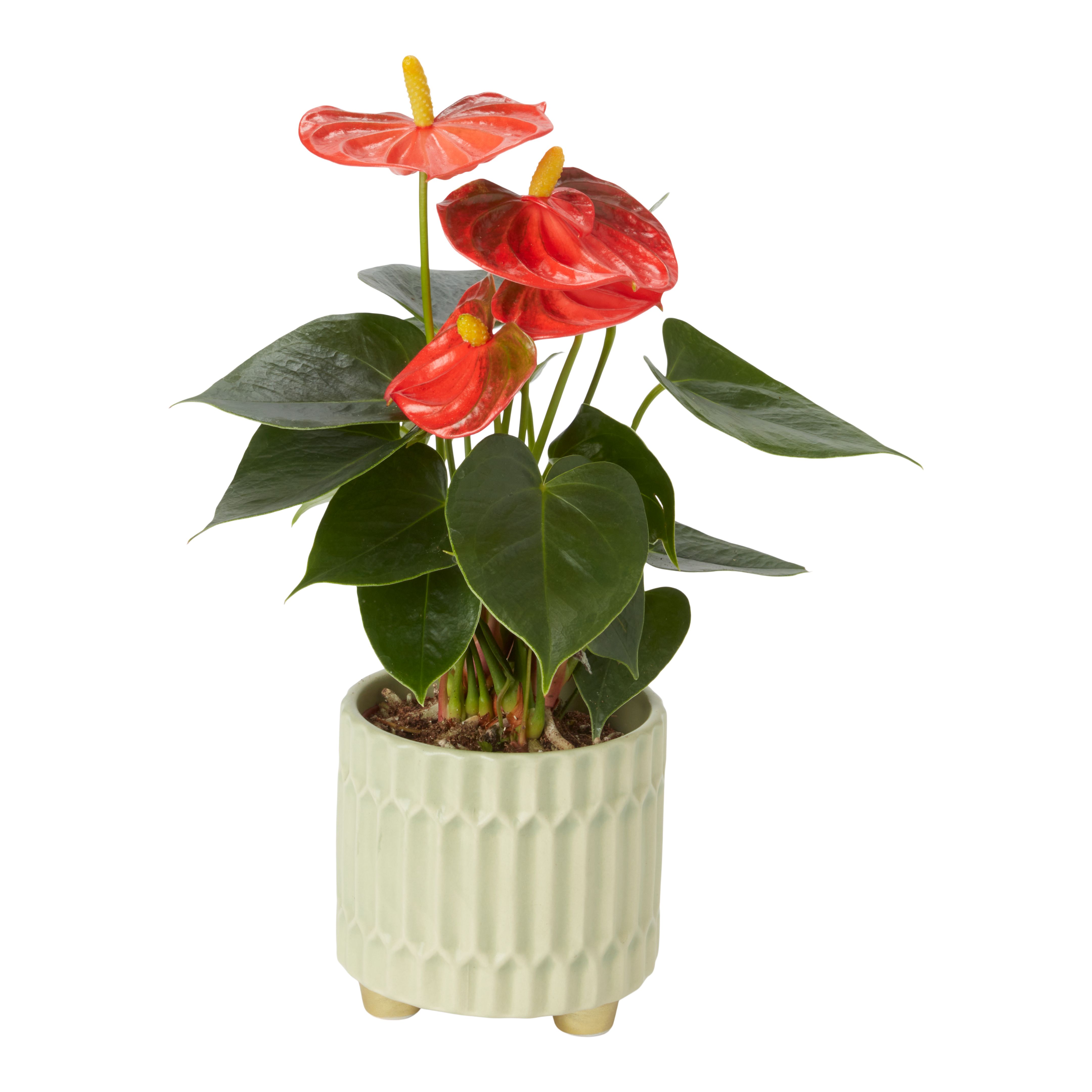 anthurium mixed