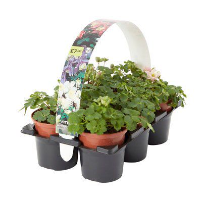 Verve Aquilegia Plant