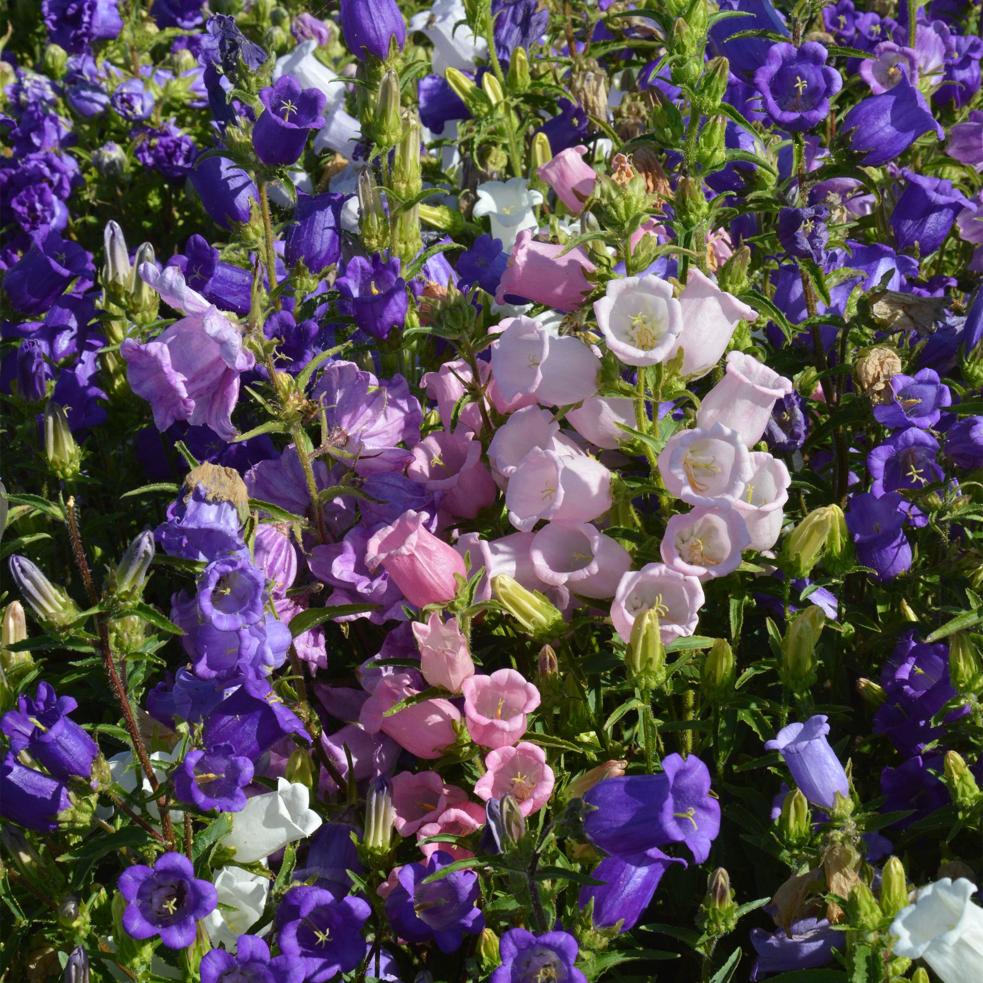 Verve Assorted Bellflower Seeds