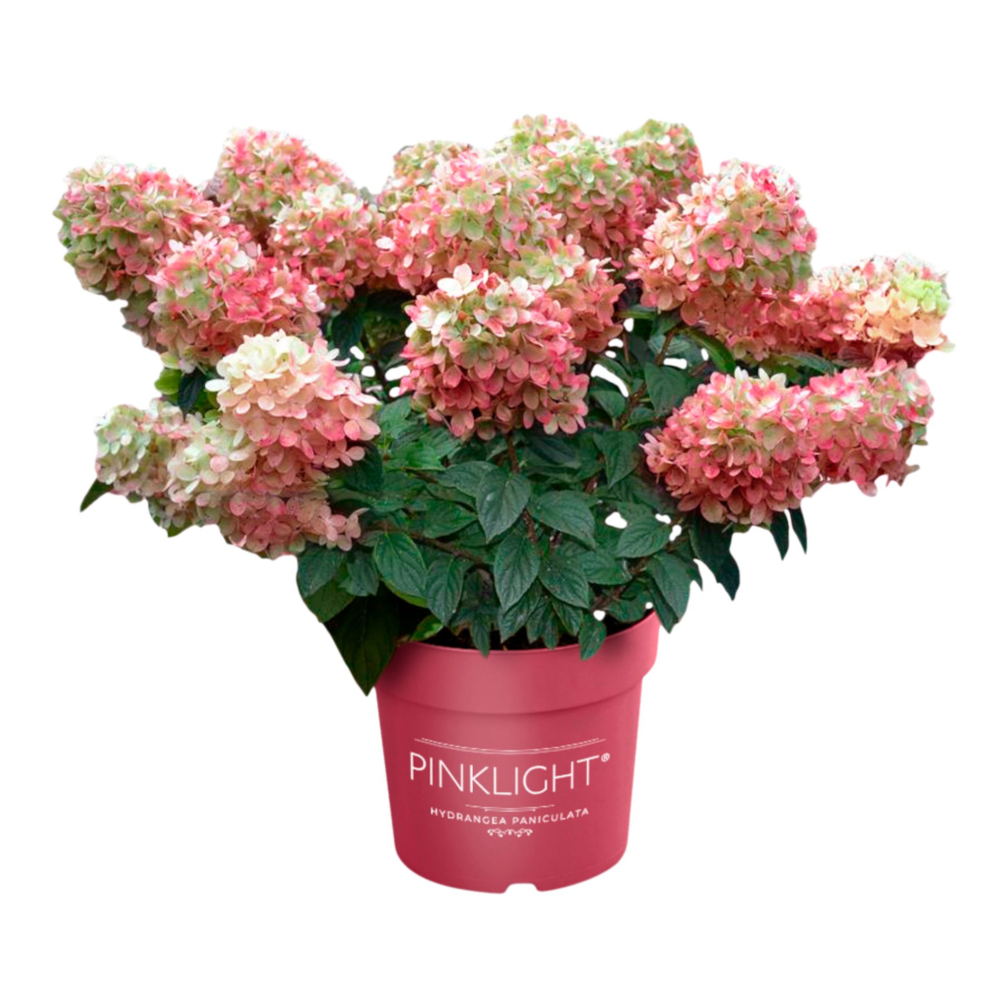 Verve Assorted Gardenlights Hydrangea