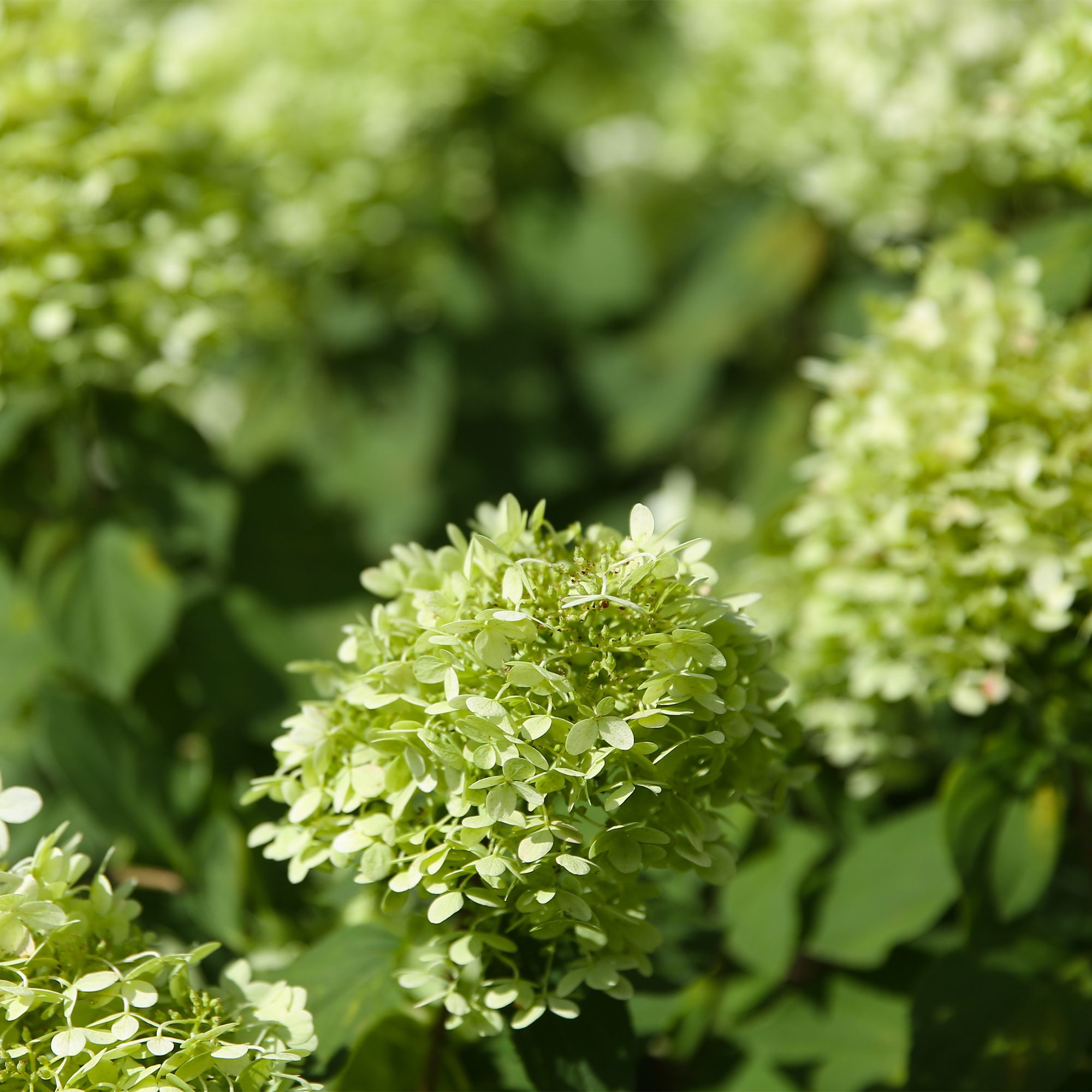 Verve Assorted Gardenlights Hydrangea
