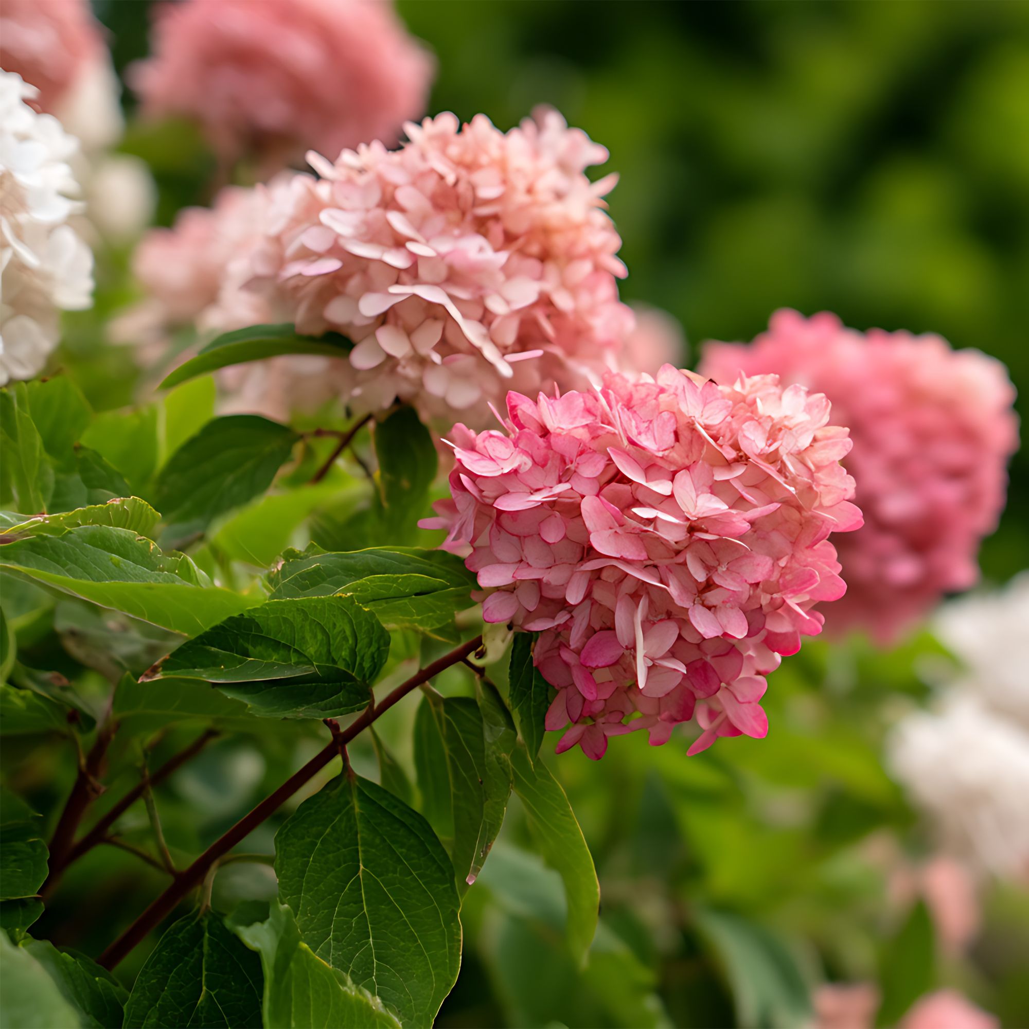 Verve Assorted Gardenlights Hydrangea