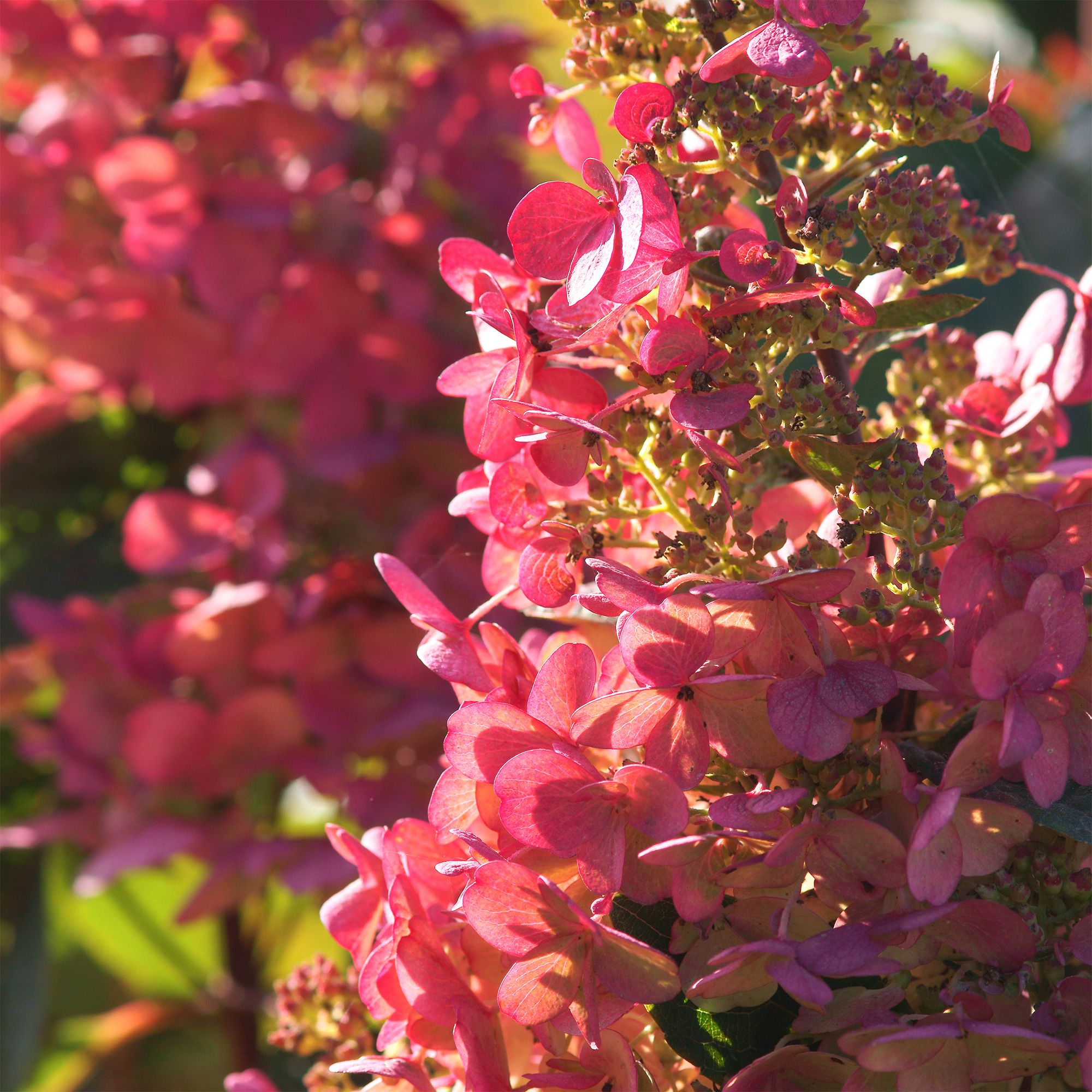 Verve Assorted Gardenlights Hydrangea