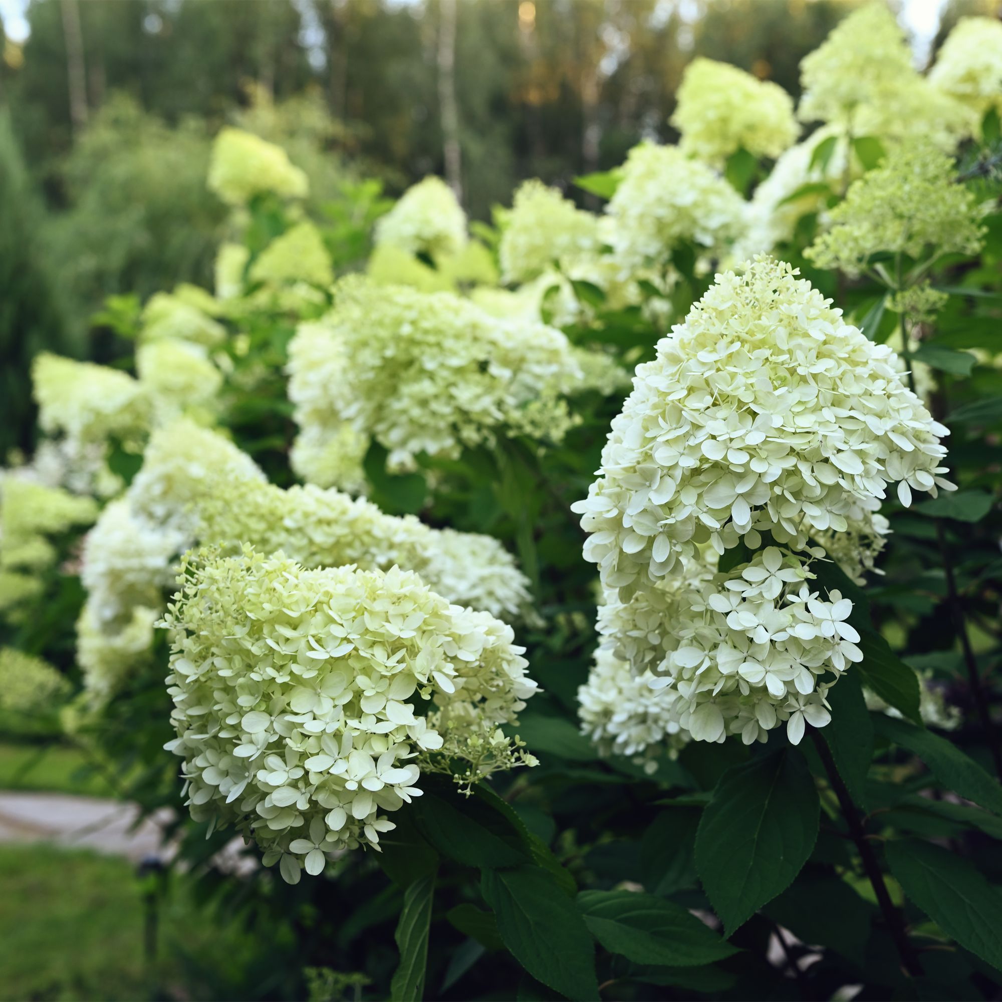 Verve Assorted Gardenlights Hydrangea