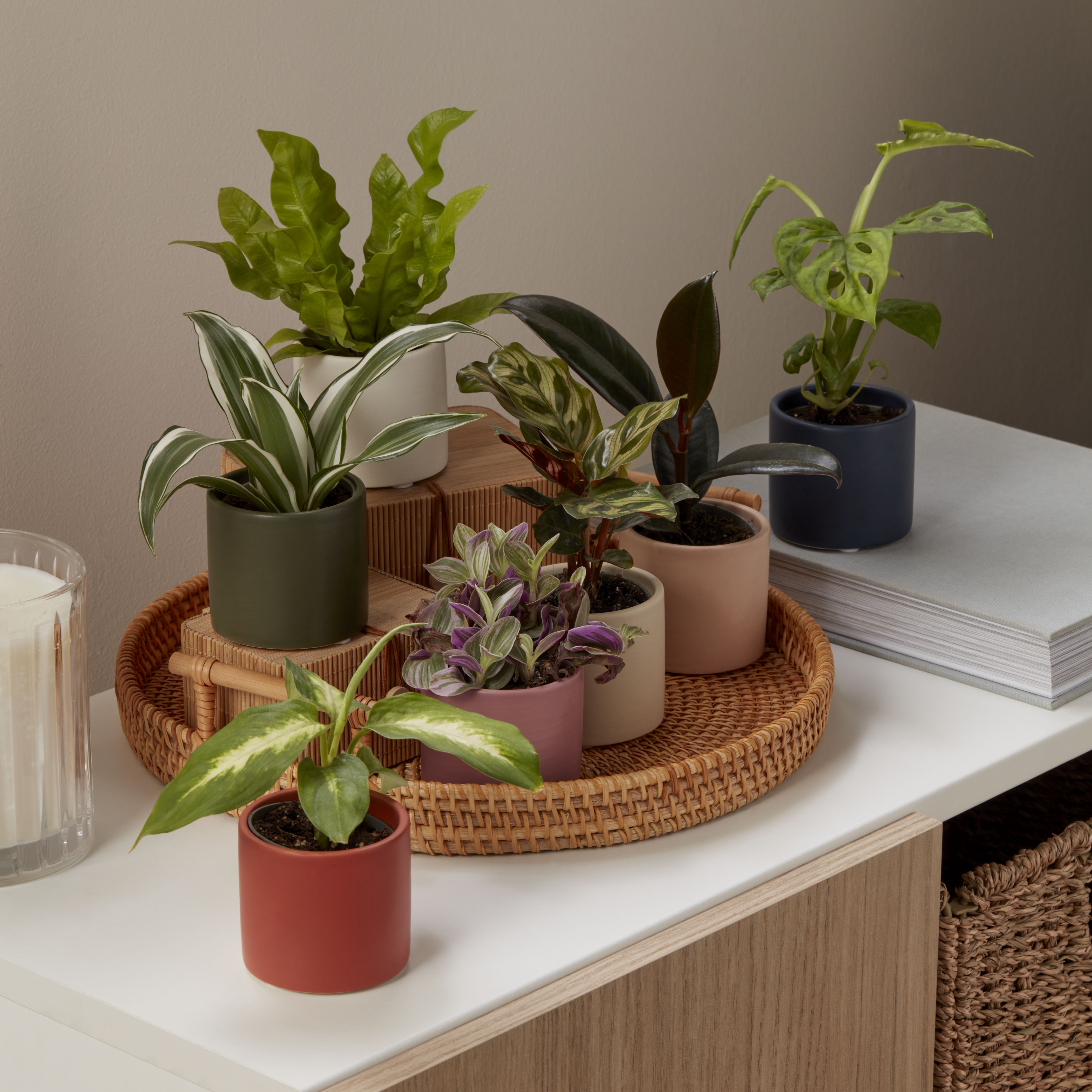 Verve Assorted mini Foliage in Ceramic Decorative pot 6cm | DIY at B&Q