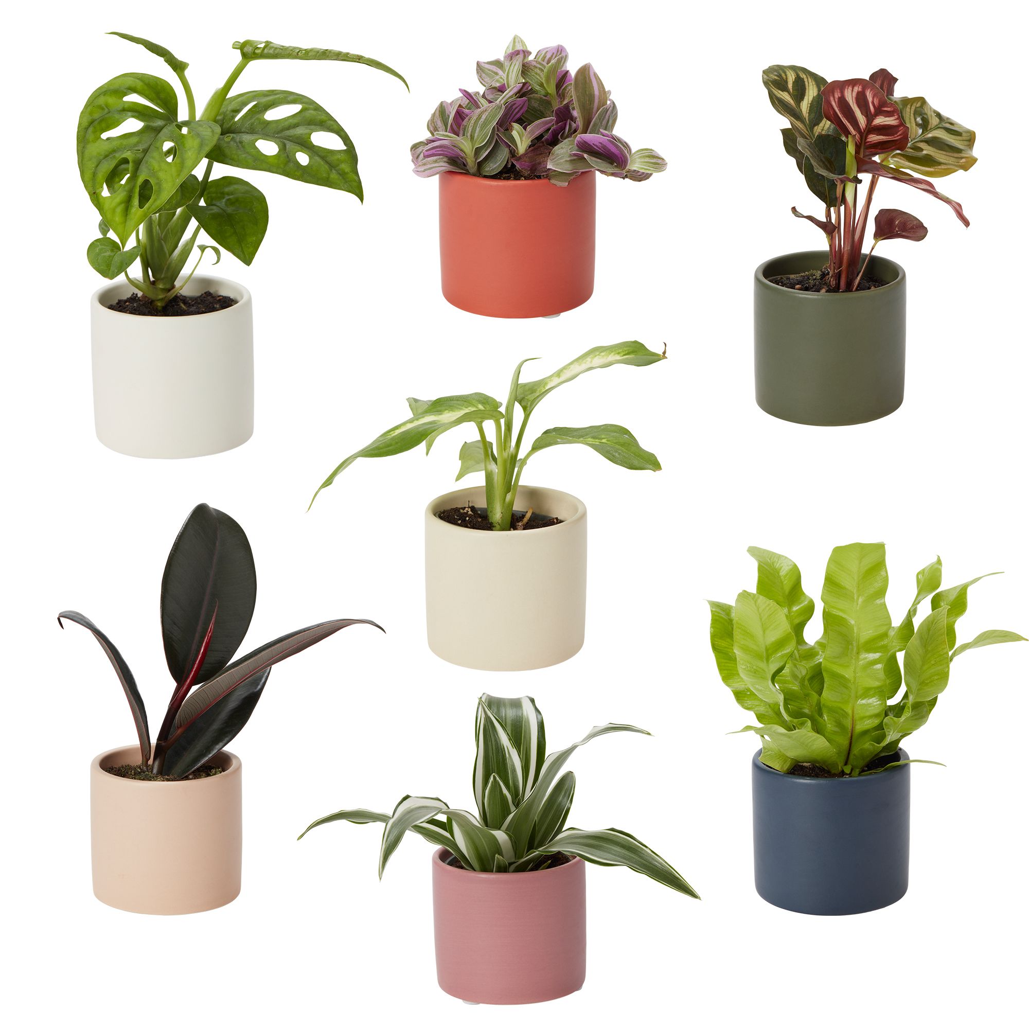 Verve Assorted mini Foliage in Ceramic Decorative pot 6cm