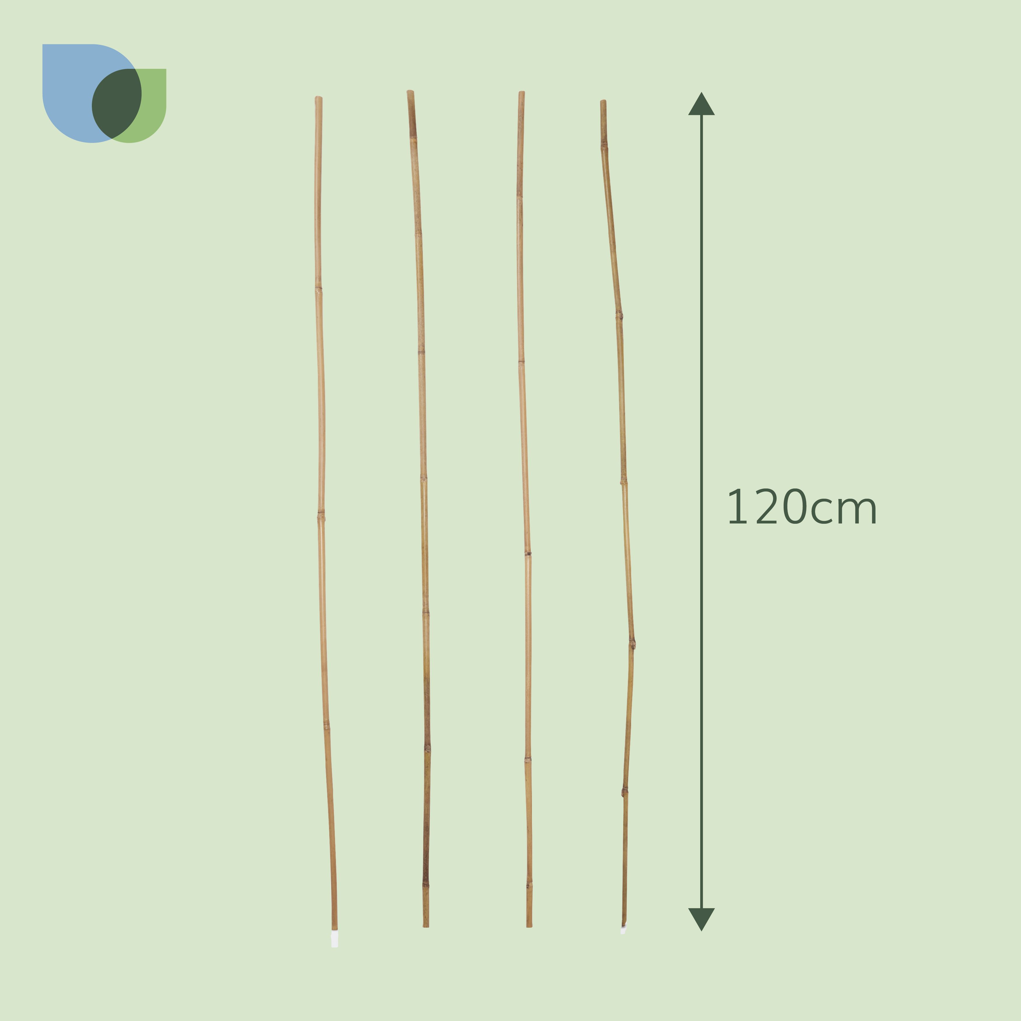 Verve Bamboo Cane 120cm, Pack of 20