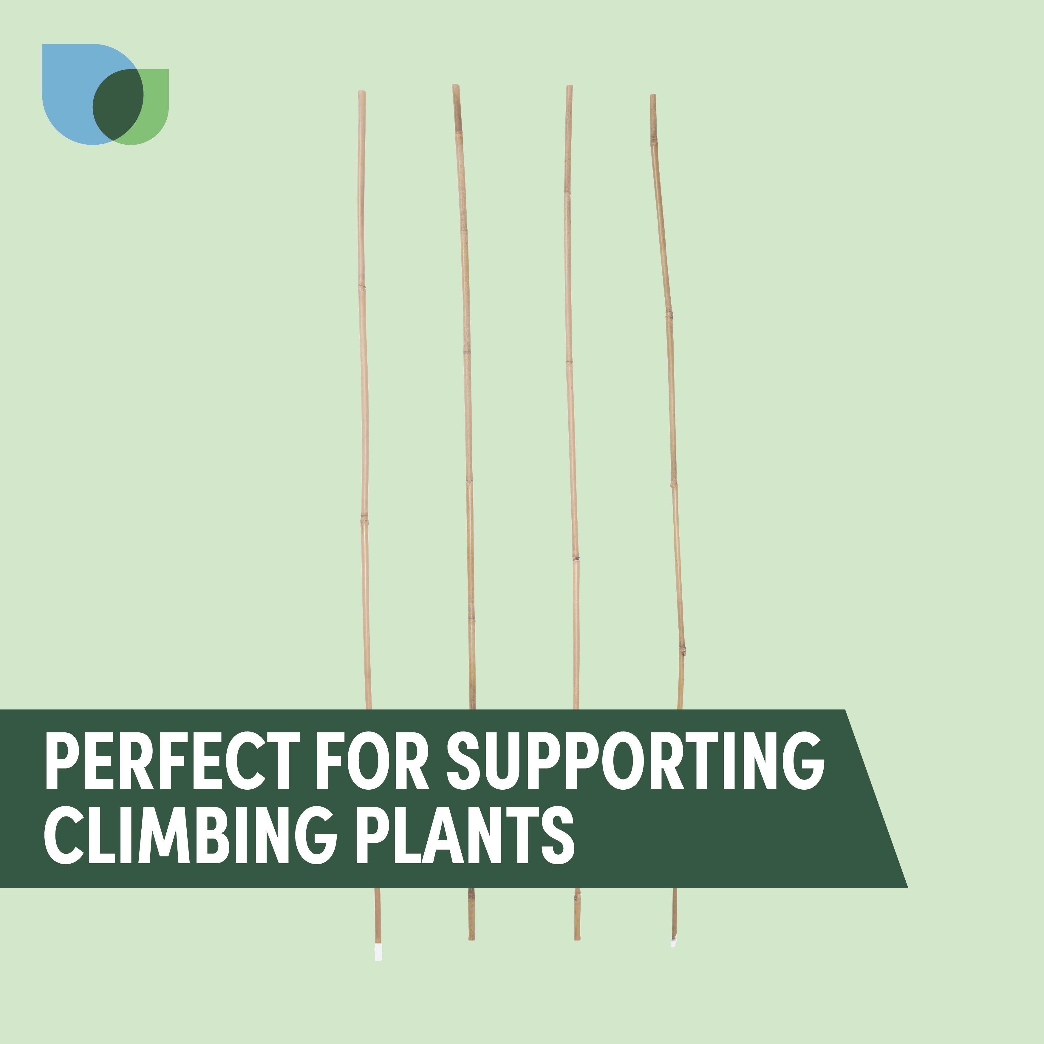 Verve Bamboo Cane 120cm, Pack of 20