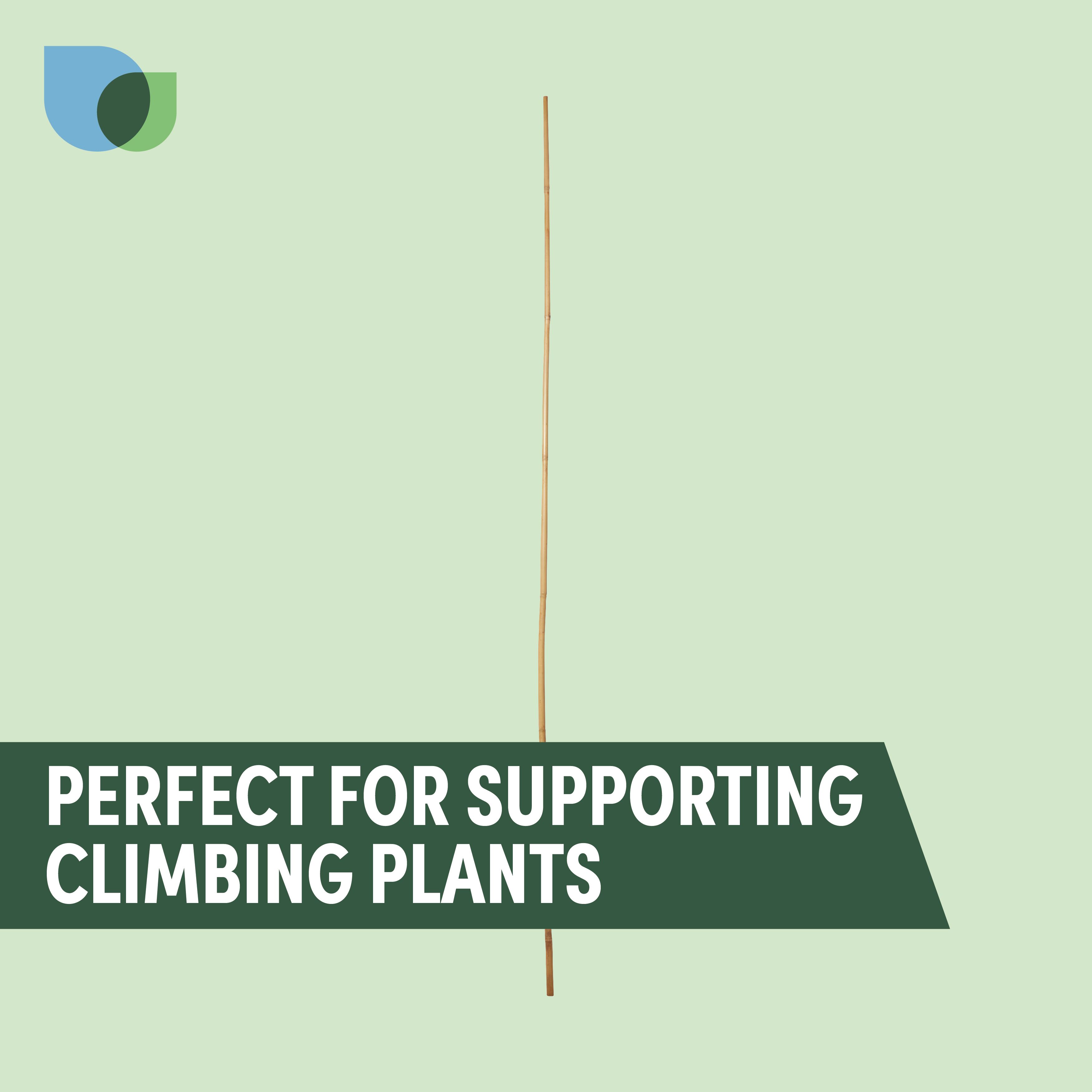 Verve Bamboo Cane 180cm, Pack of 10