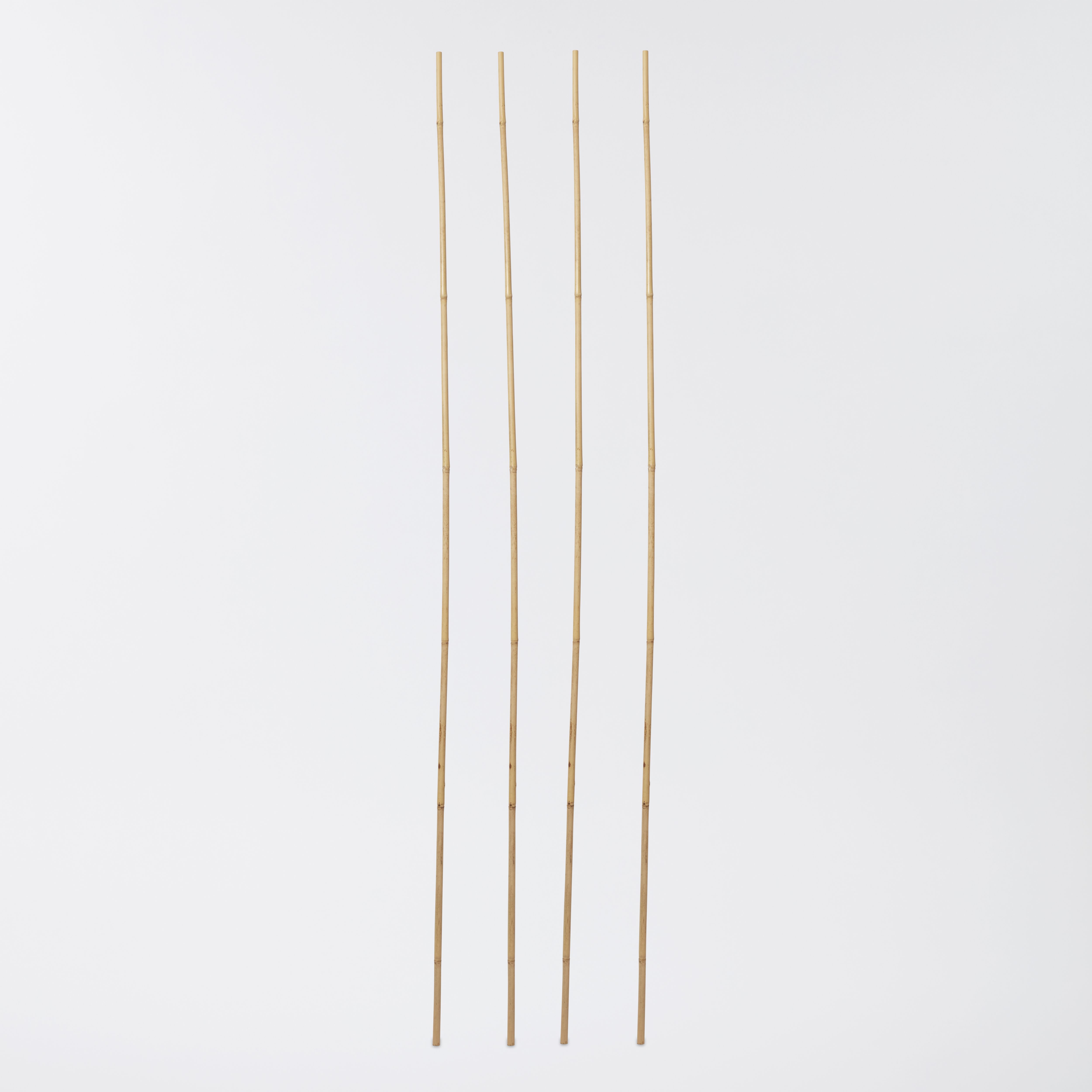 Verve Bamboo Cane 240cm, Pack of 10 | DIY at B&Q