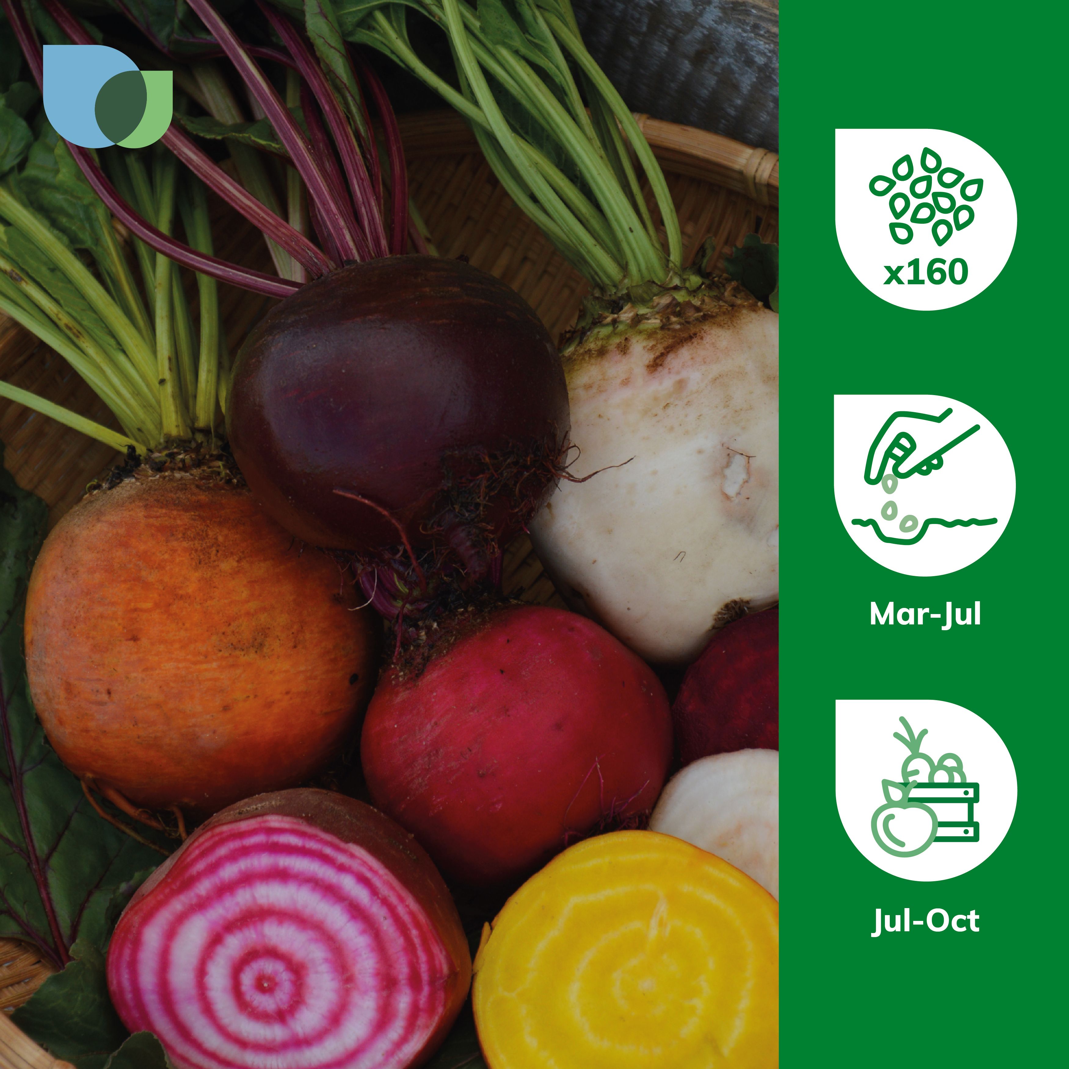 Verve Beetroot 'Rainbow mix' Vegetable Seeds