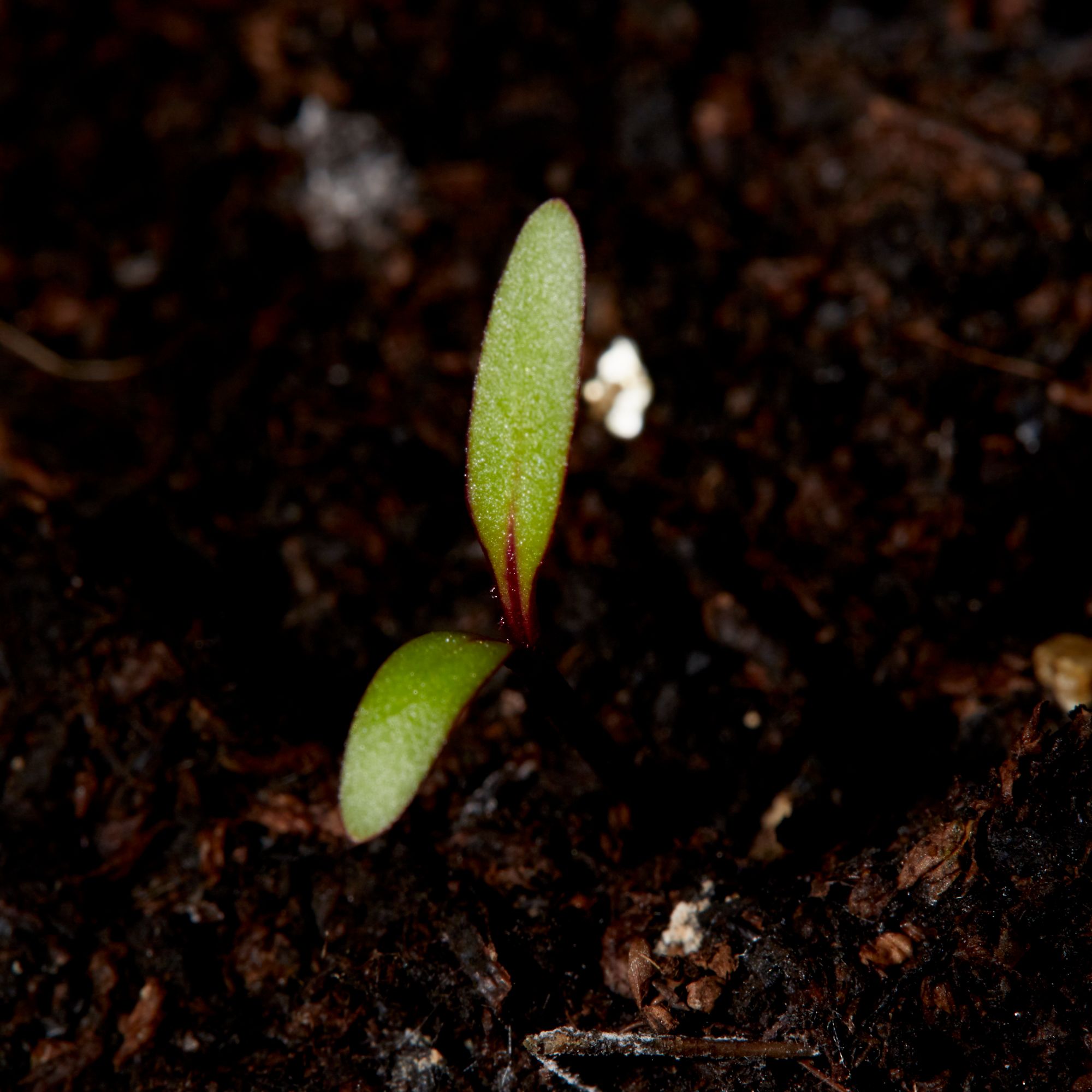 Verve Beetroot 'Rainbow mix' Vegetable Seeds