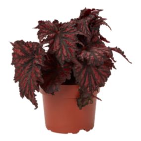 Houseplants | Indoor plants | DIY at B&Q