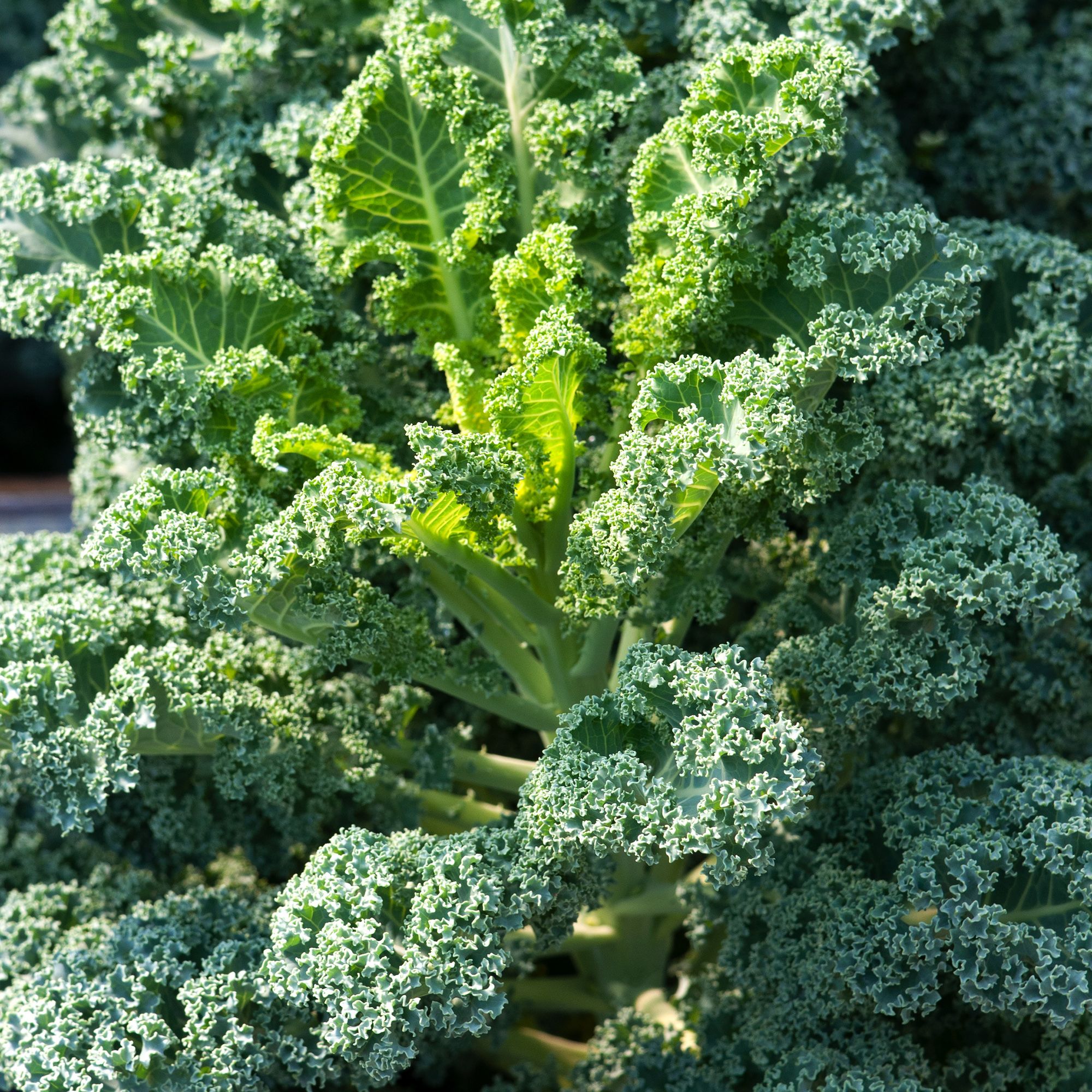 Verve Black magic kale Vegetable Seeds
