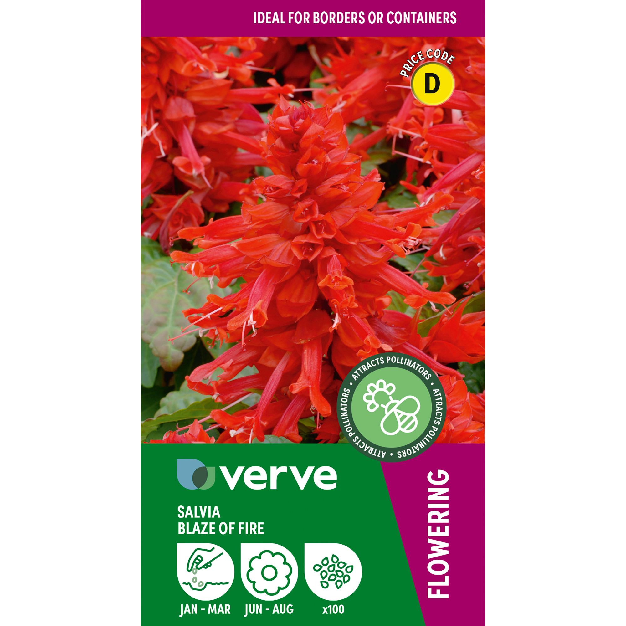Verve Blaze of Fire Salvia Seeds