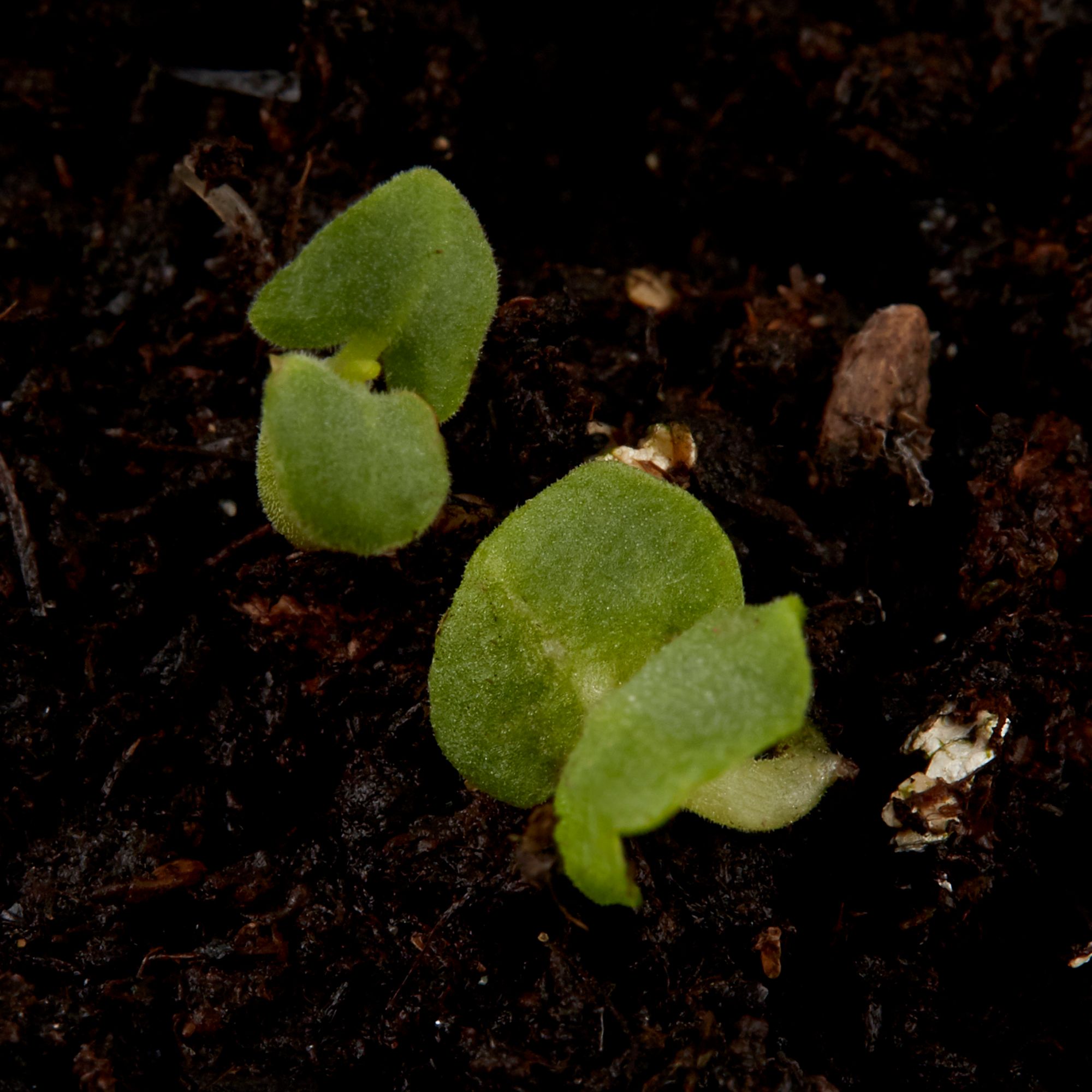Verve Blaze of Fire Salvia Seeds