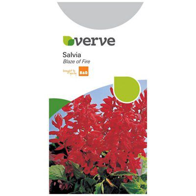 Buy Verve Blaze of fire Salvia Seed | DIY at B&Q