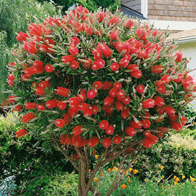 Verve Bottle bush Small | DIY at B&Q