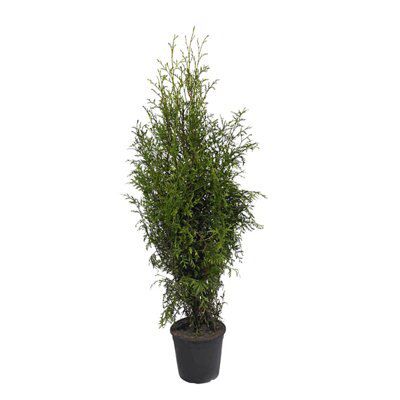 Verve Brabant Shrub