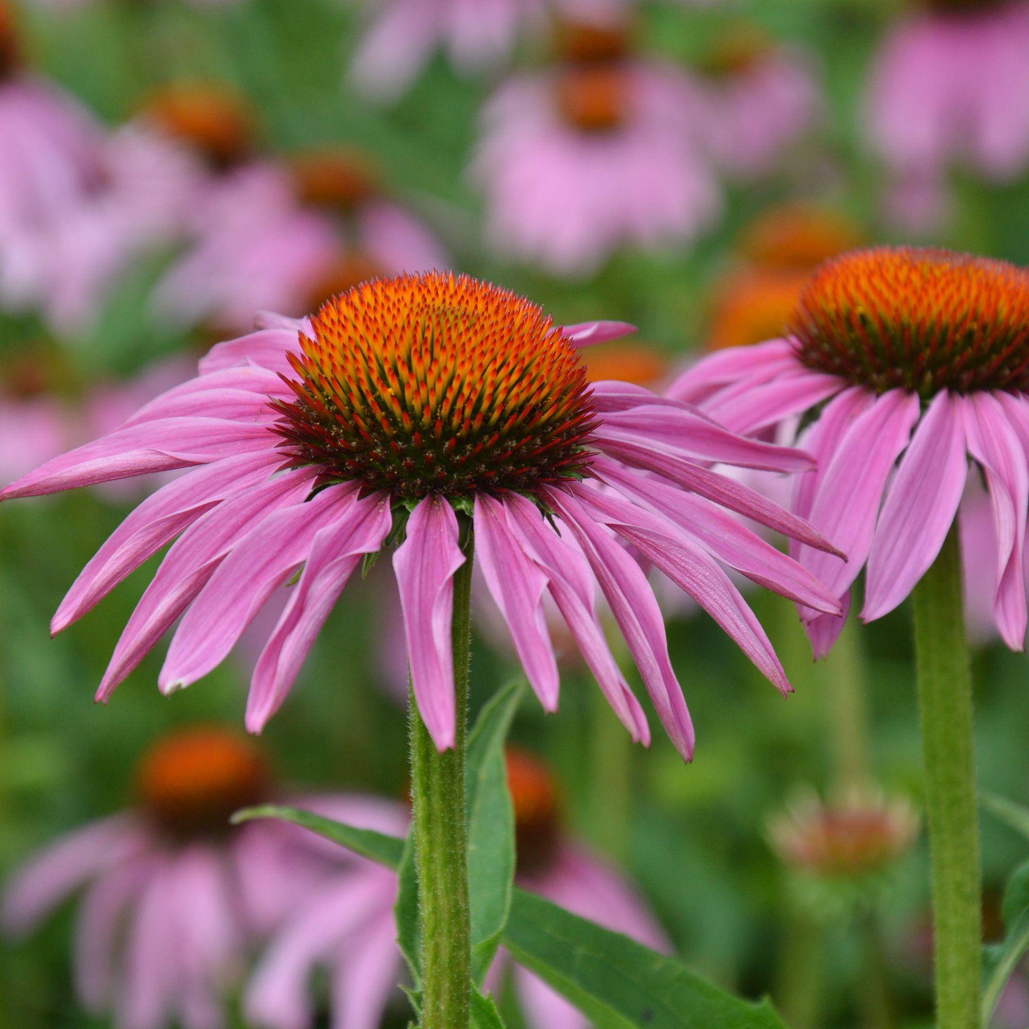 Verve Brilliant Star Pink Rudbeckia Seeds