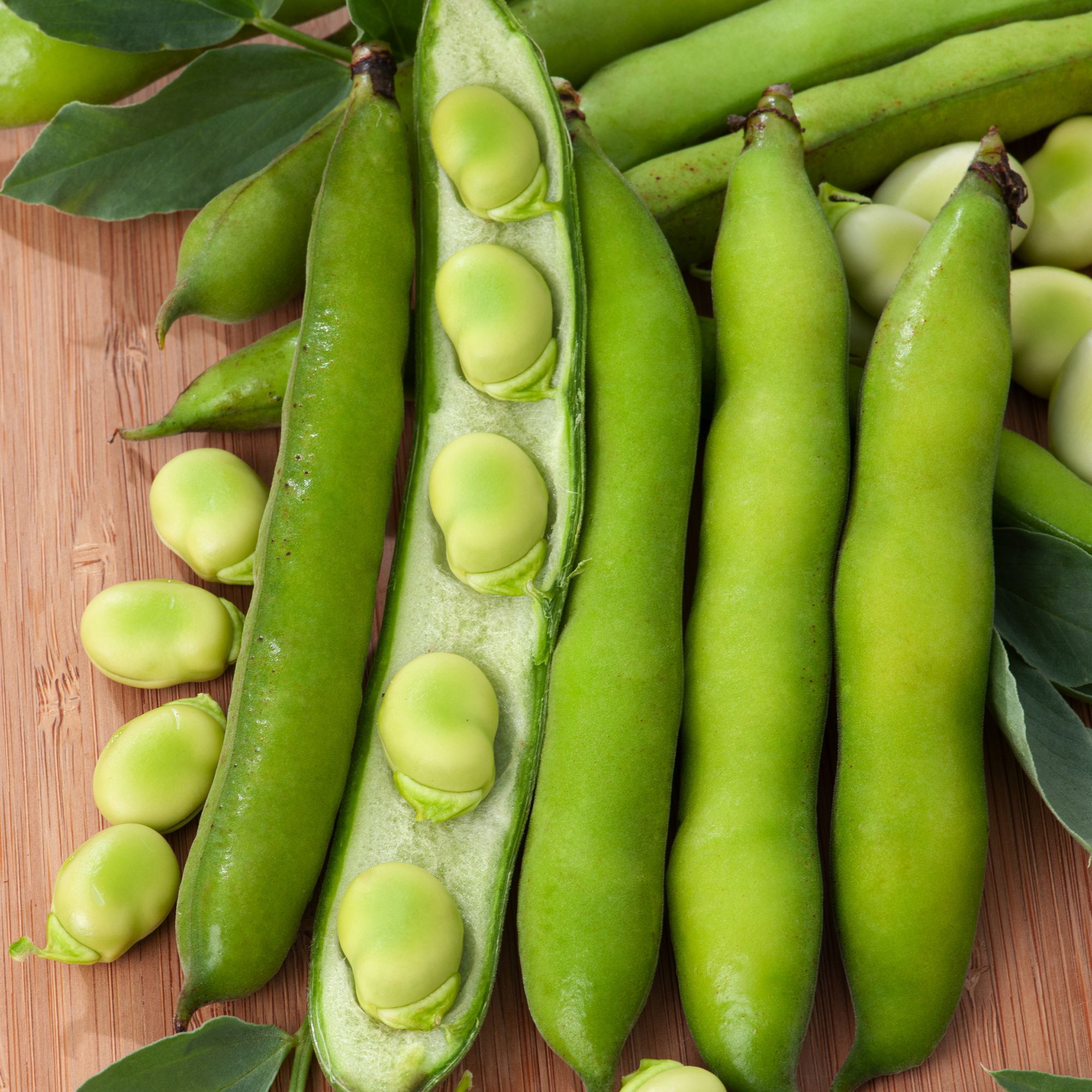 Verve Broad bean 'Aqua Dulce Claudia' Vegetable Seeds