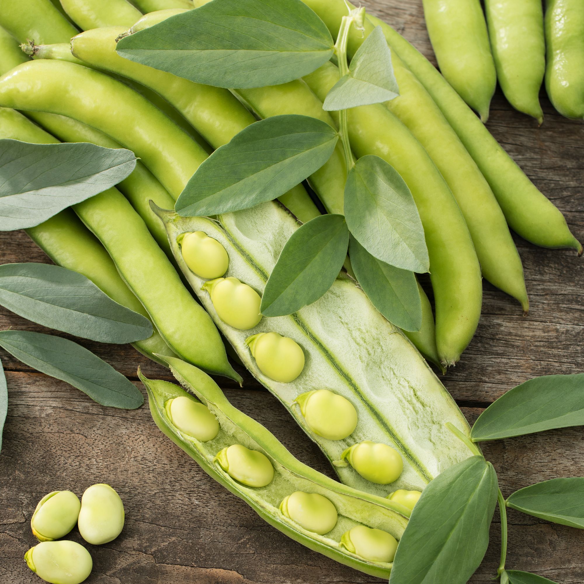 Verve Broad bean 'Green Hangdown' Vegetable Seeds