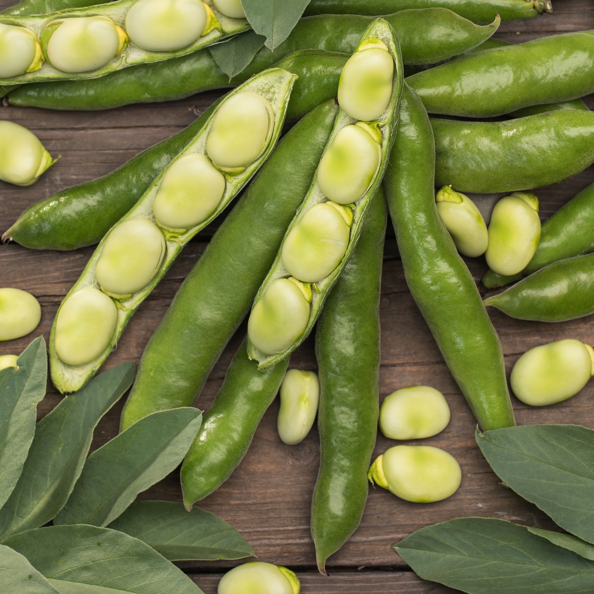Verve Broad bean 'Sutton' Vegetable Seeds