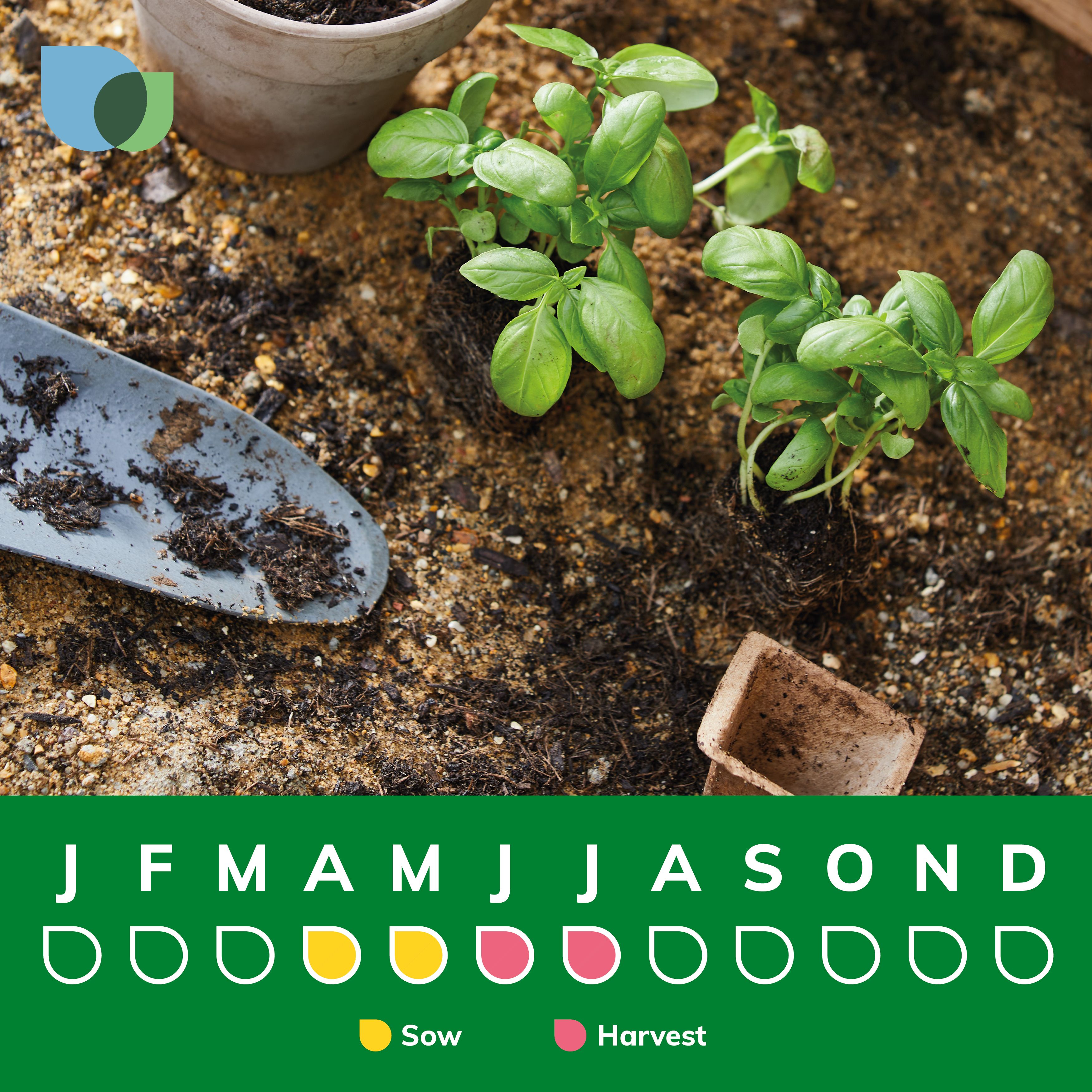 Verve Broad bean 'Sutton' Vegetable Seeds