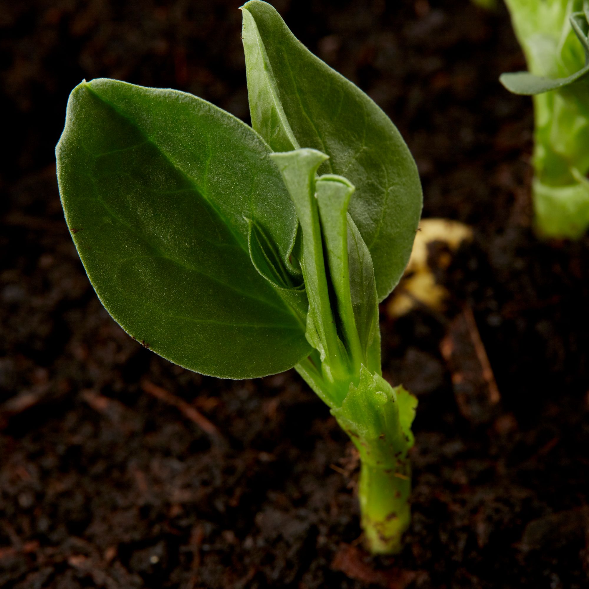 Verve Broad bean 'Sutton' Vegetable Seeds