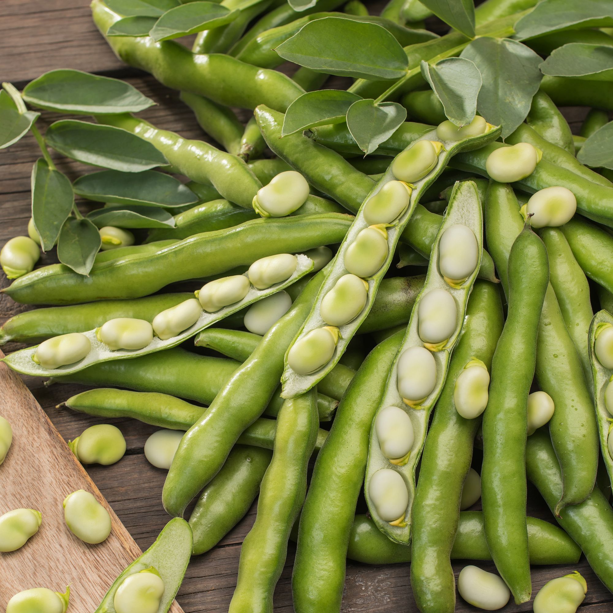 Verve Broad bean 'Sutton' Vegetable Seeds