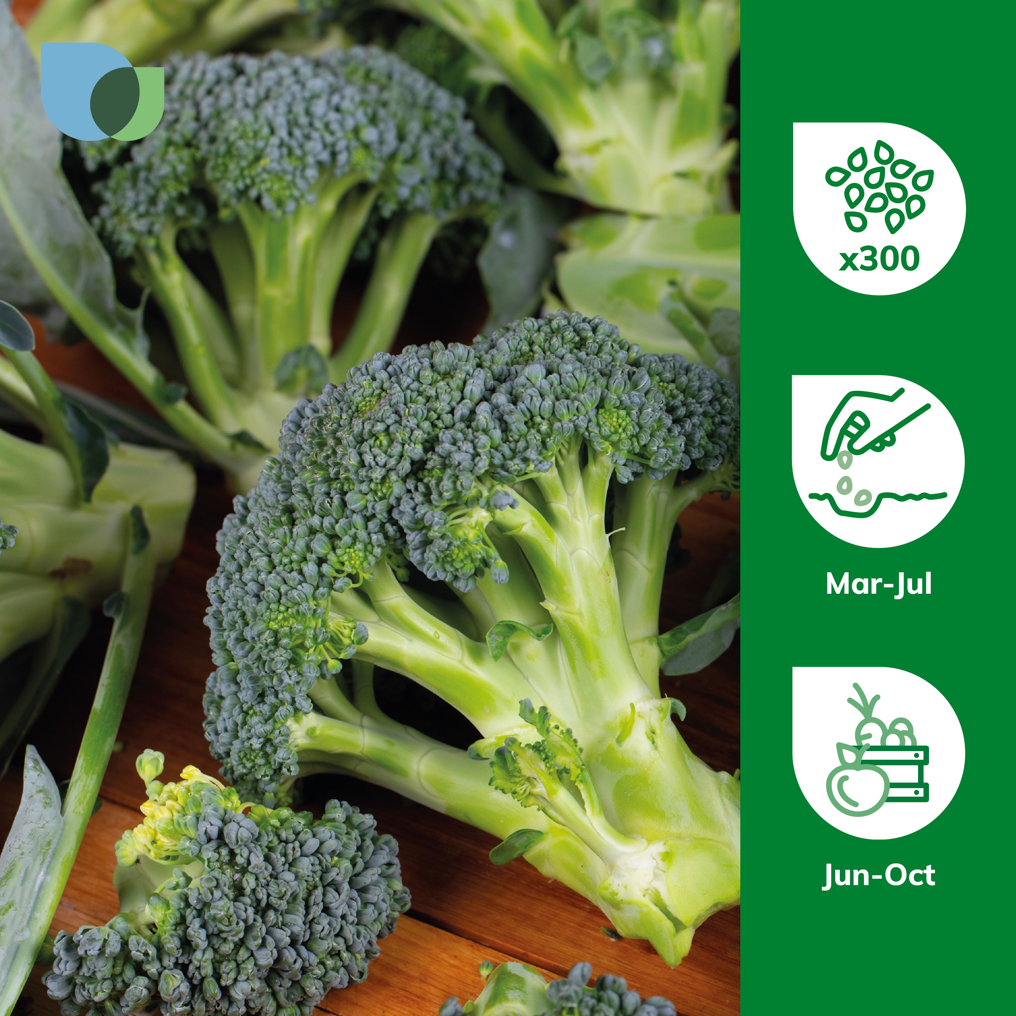 Verve Broccoli 'Atlantis F1' Vegetable Seeds